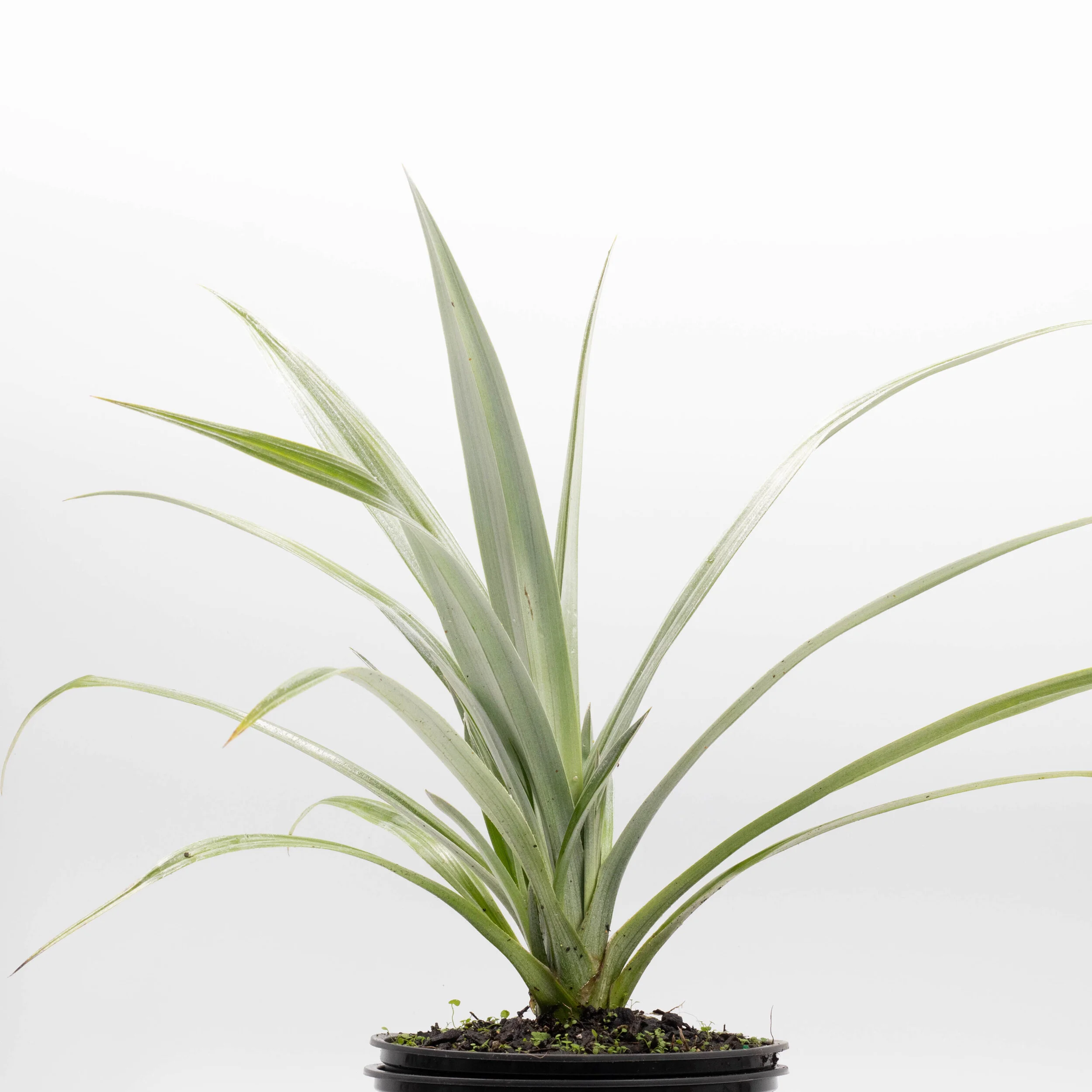 Astelia chathamica — Kauri Park