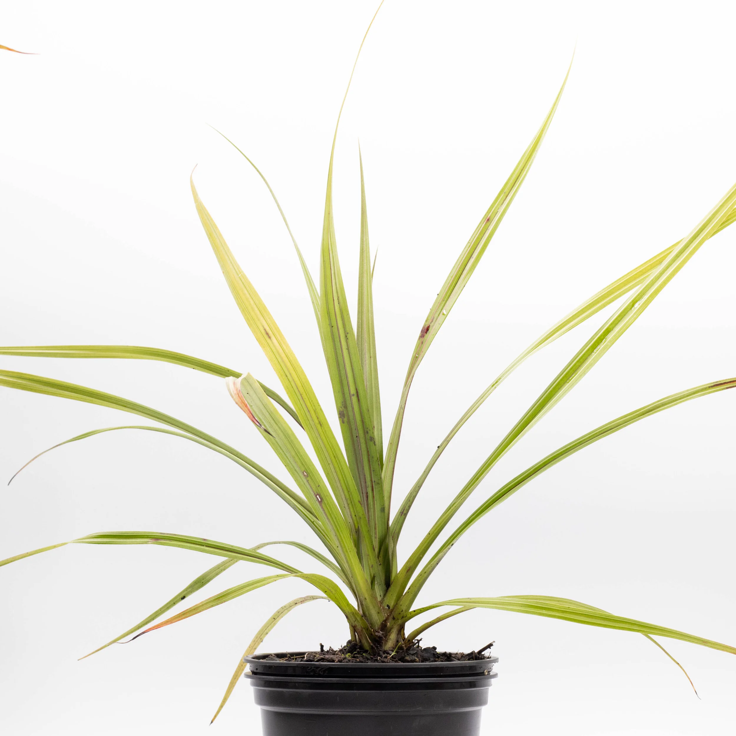 Astelia fragrans — Kauri Park