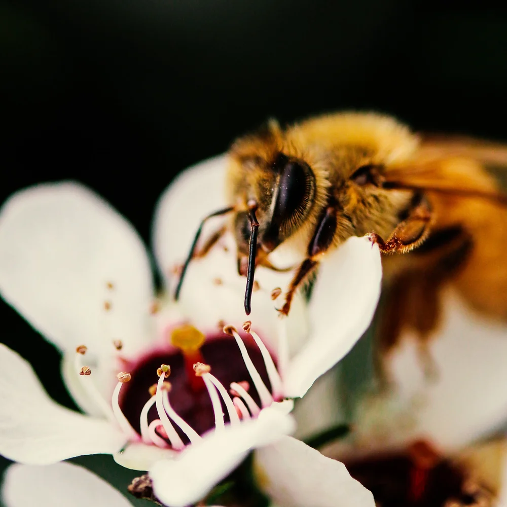 Kauri Park — Manuka - Leptospermum scoparium