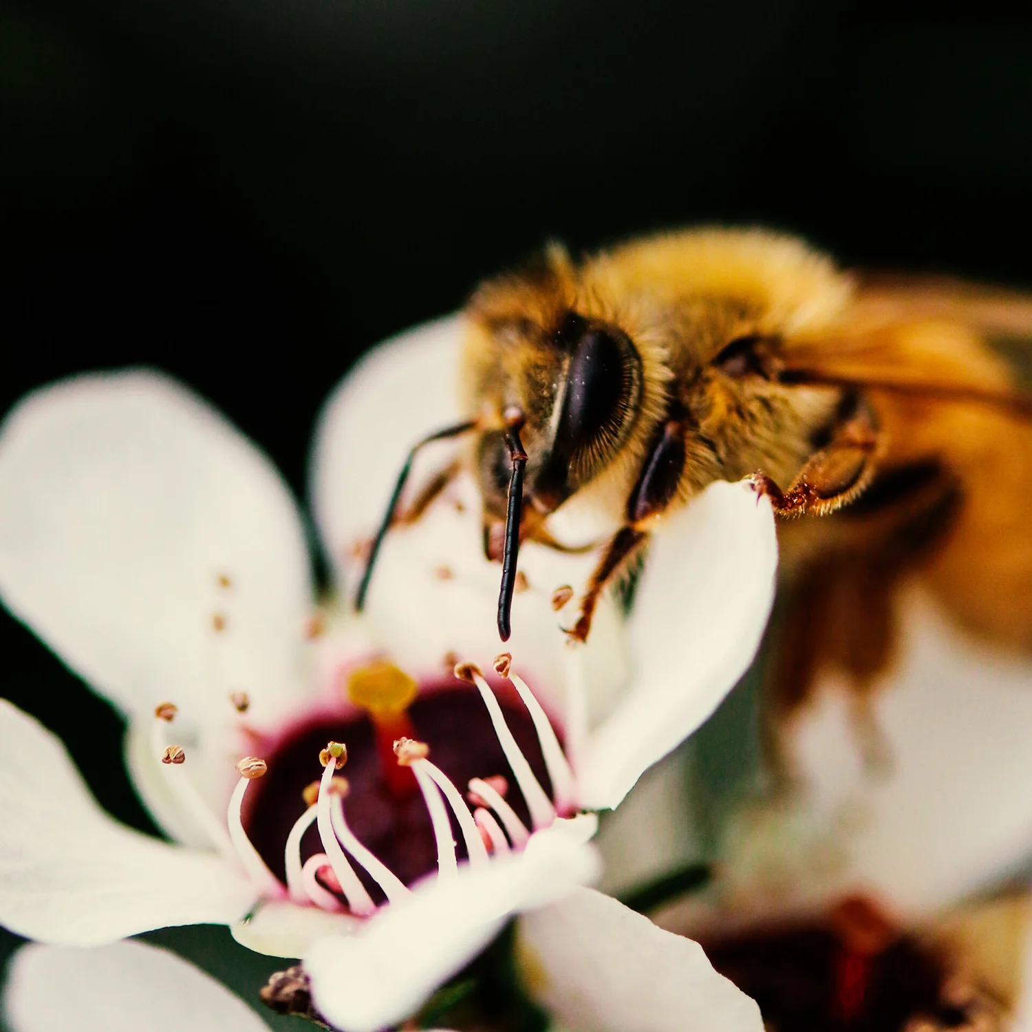 Kauri Park — Manuka - Leptospermum scoparium