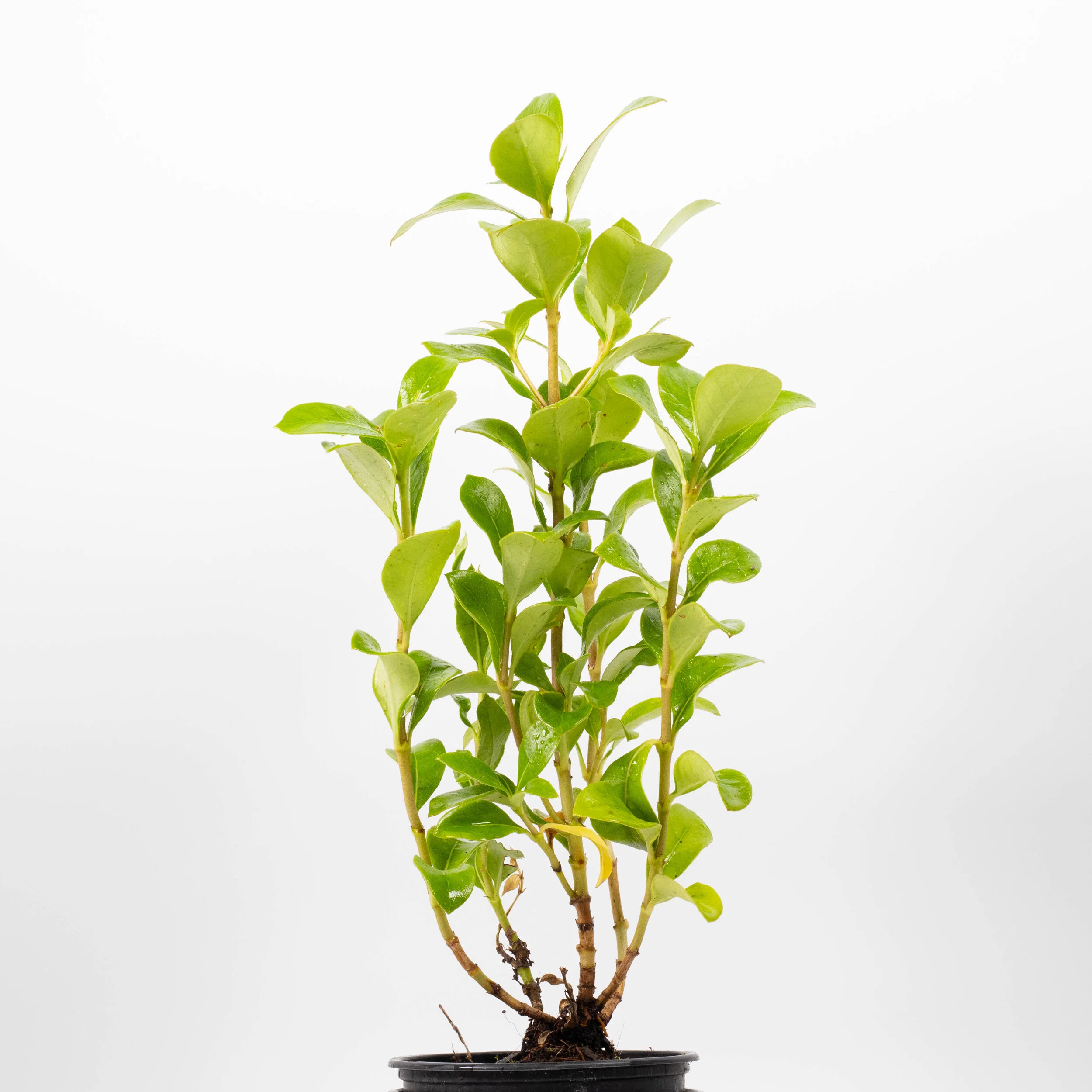 Coprosma lucida — Kauri Park