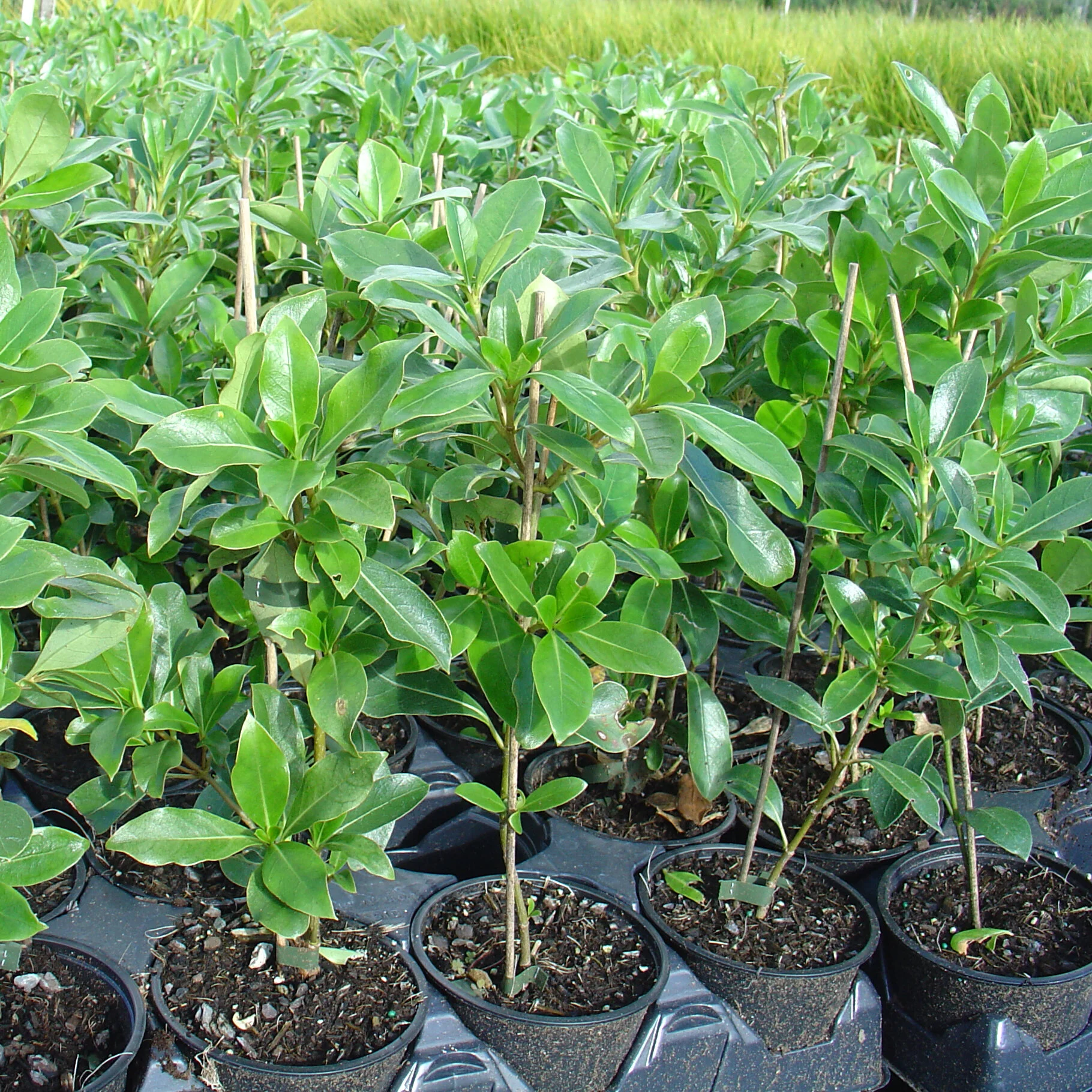 Coprosma lucida — Kauri Park