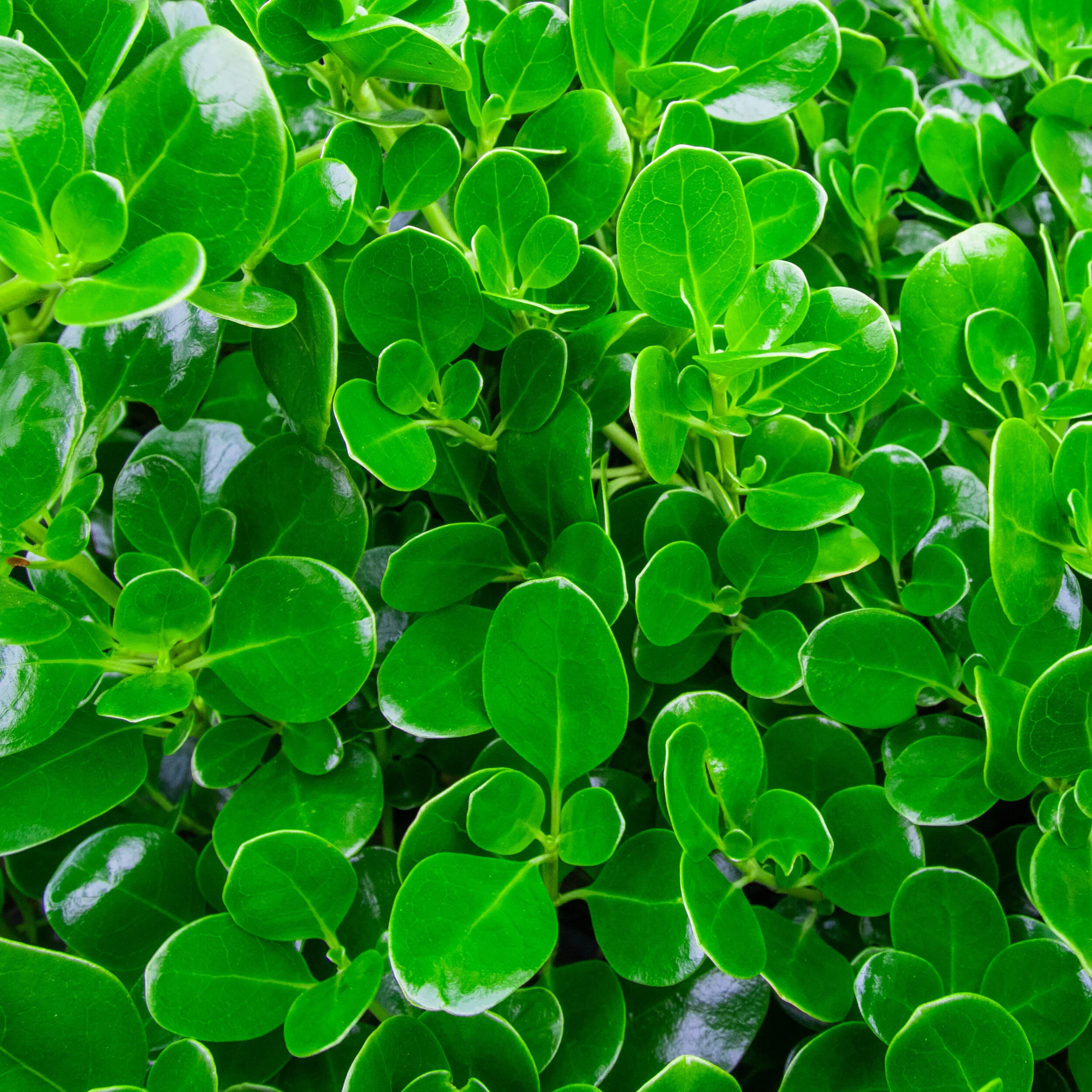 Coprosma Poor Knights — Kauri Park