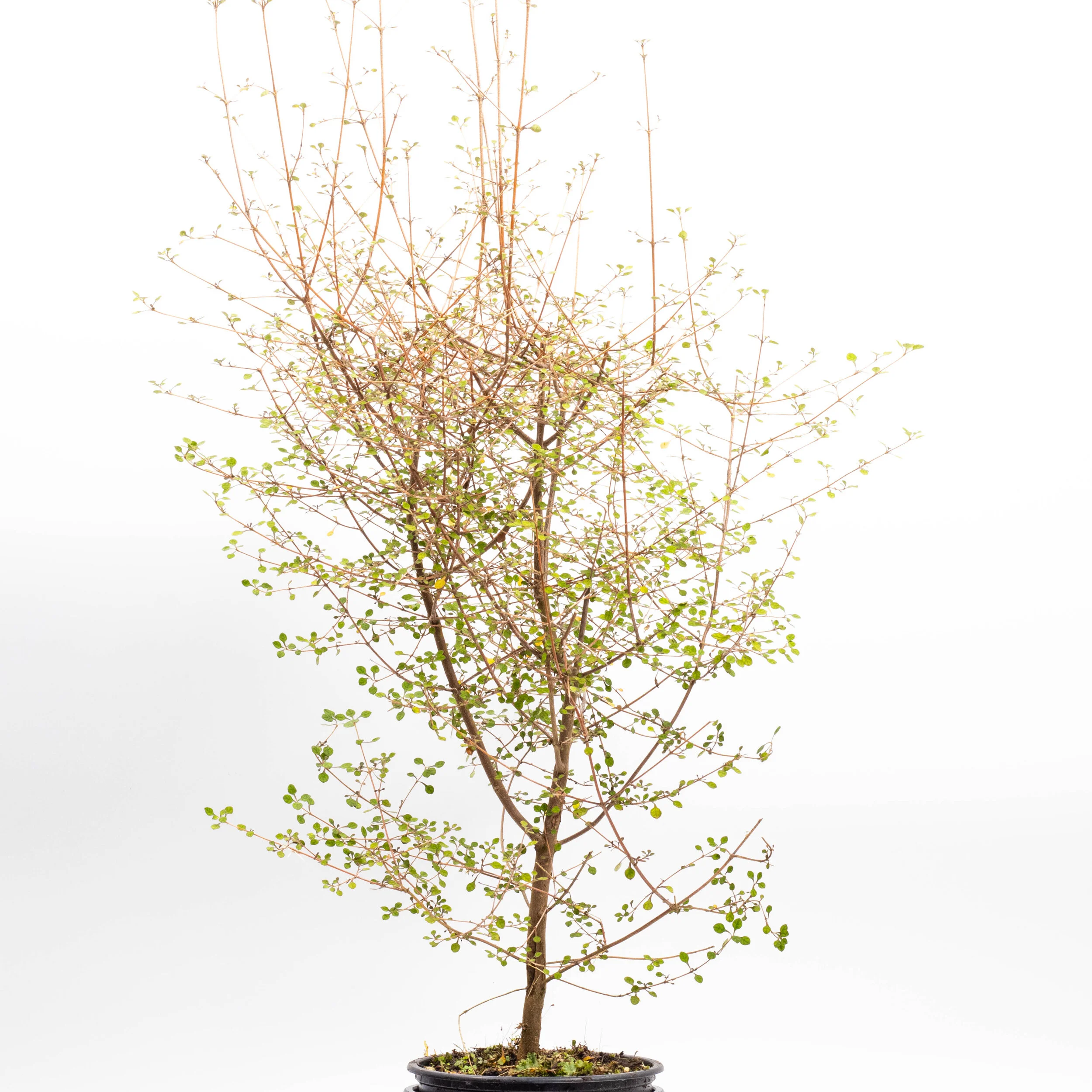 Coprosma propinqua — Kauri Park