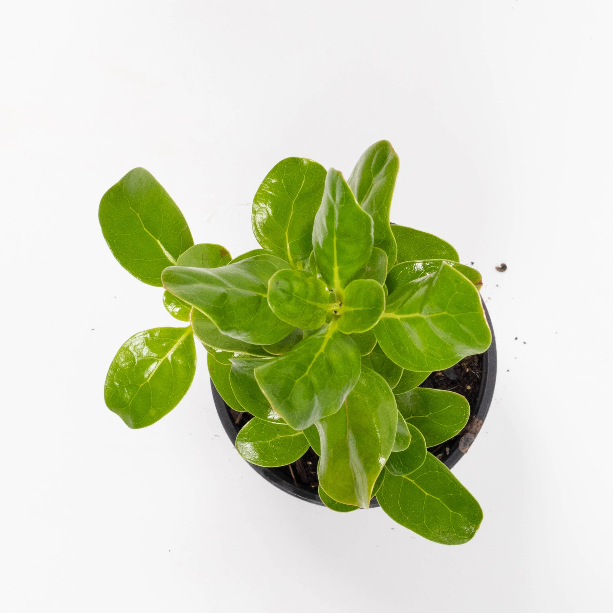 Coprosma macrocarpa — Kauri Park