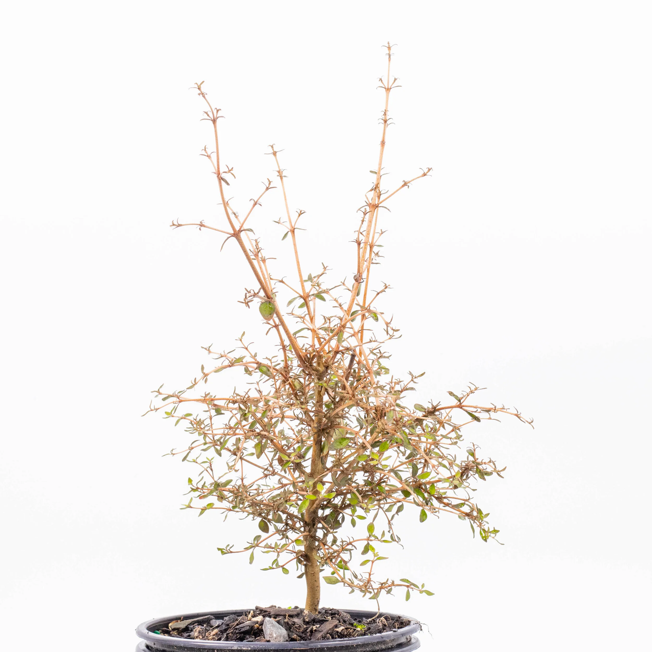 Coprosma rhamnoides — Kauri Park