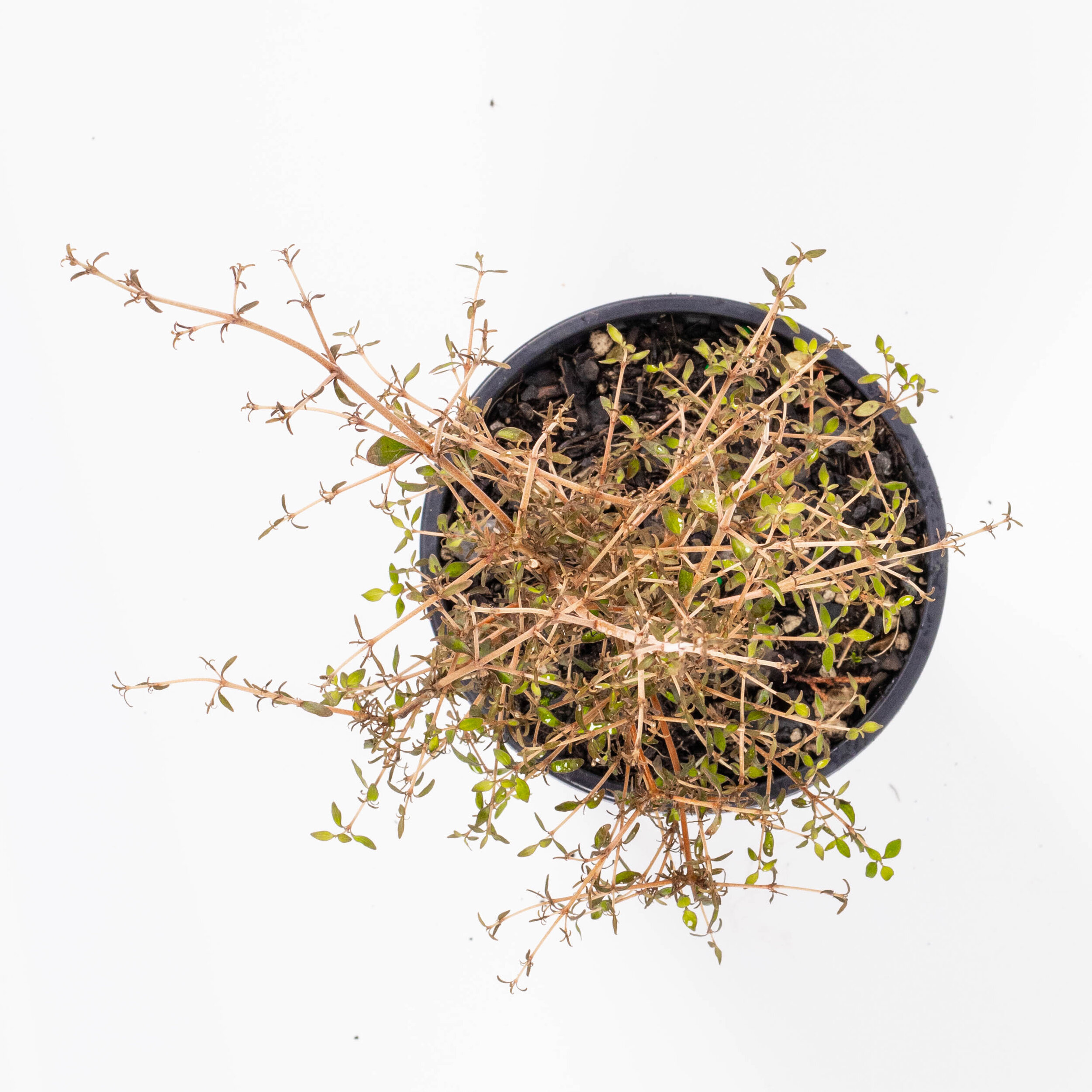 Coprosma rhamnoides — Kauri Park