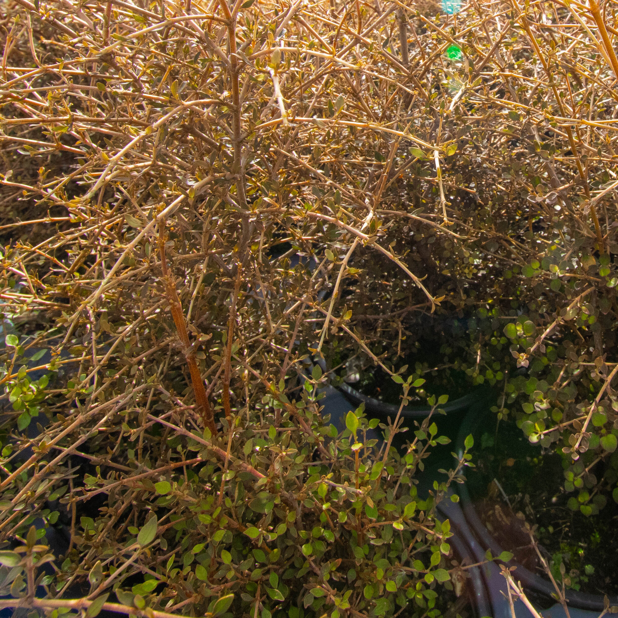 Coprosma rhamnoides — Kauri Park