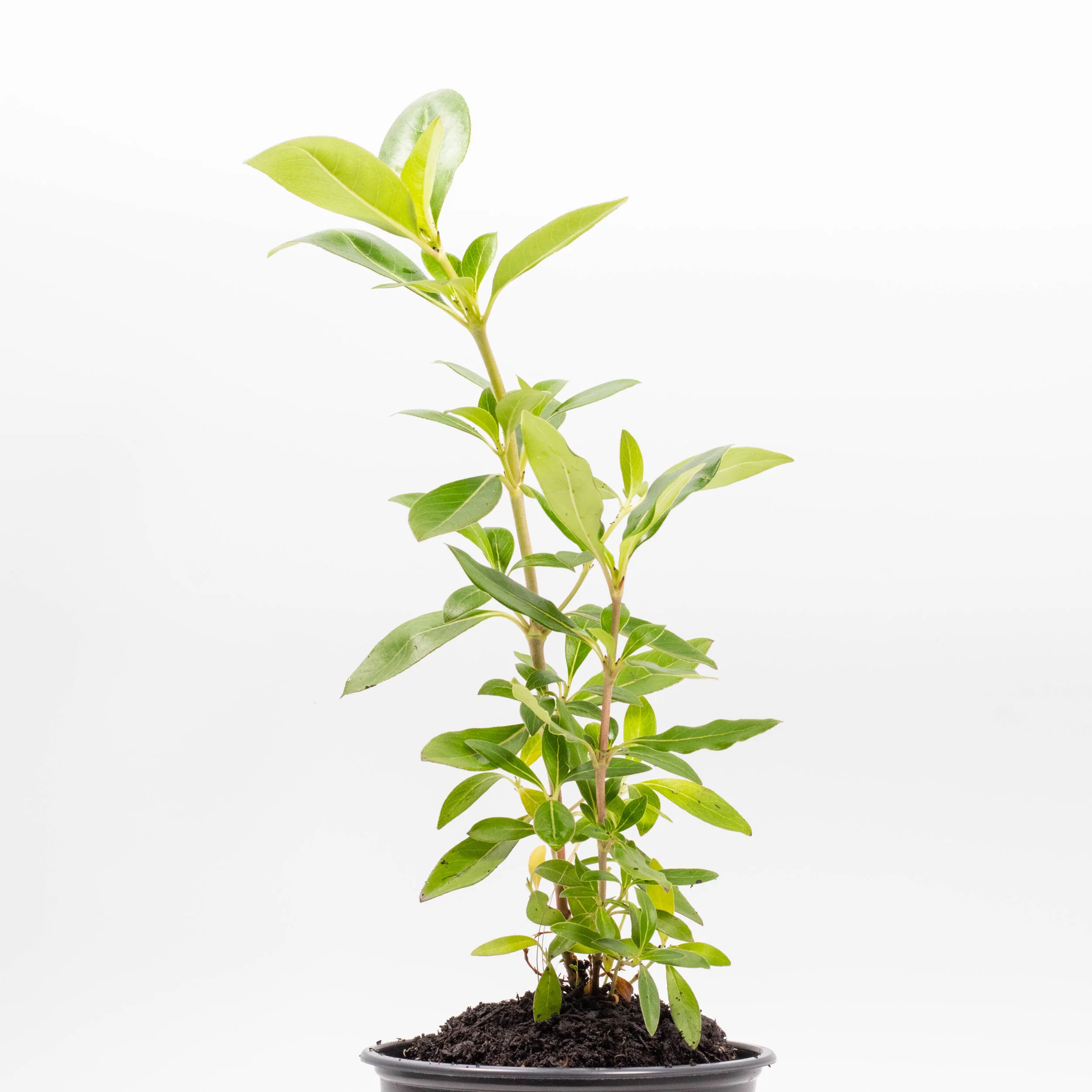 Coprosma robusta — Kauri Park