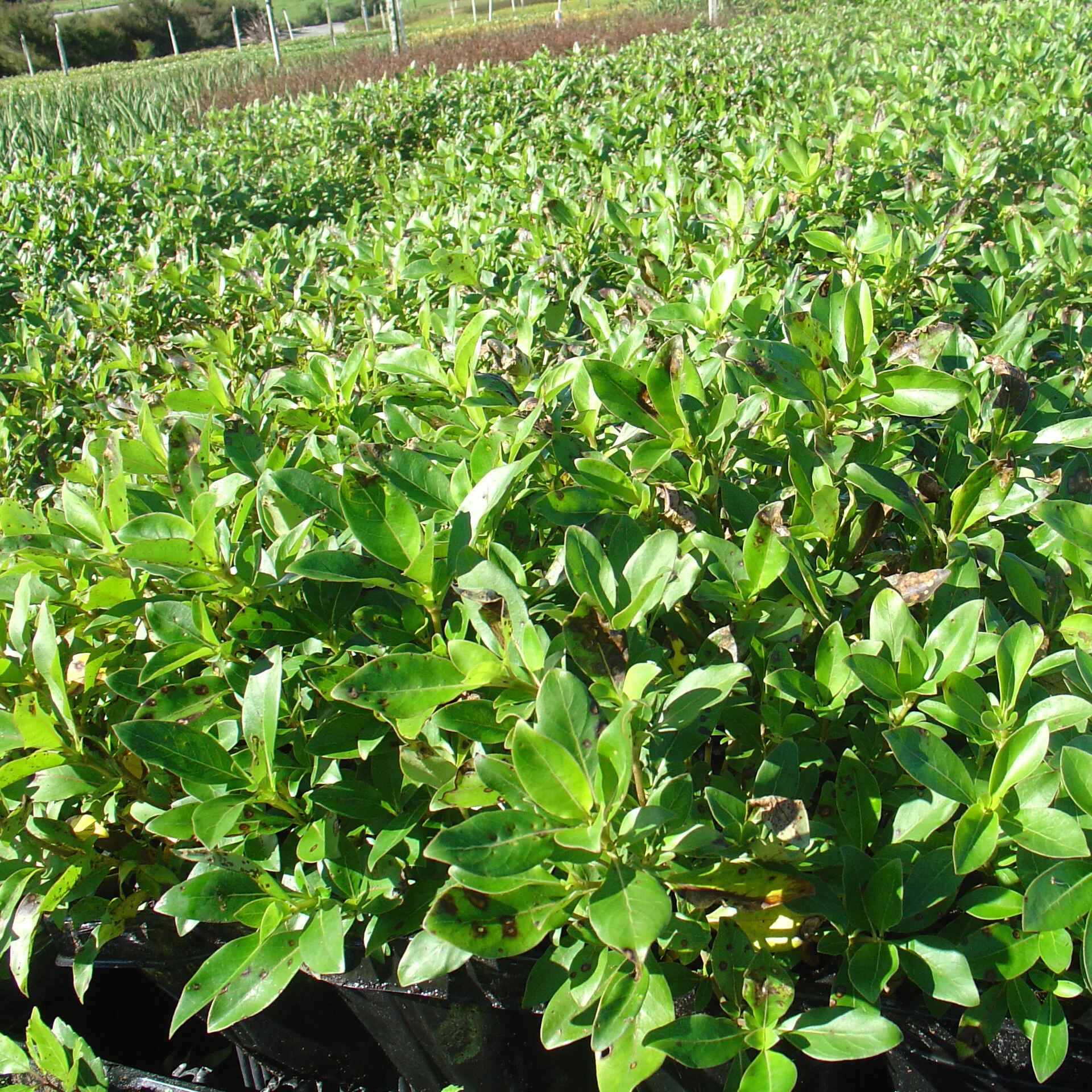 Coprosma robusta — Kauri Park