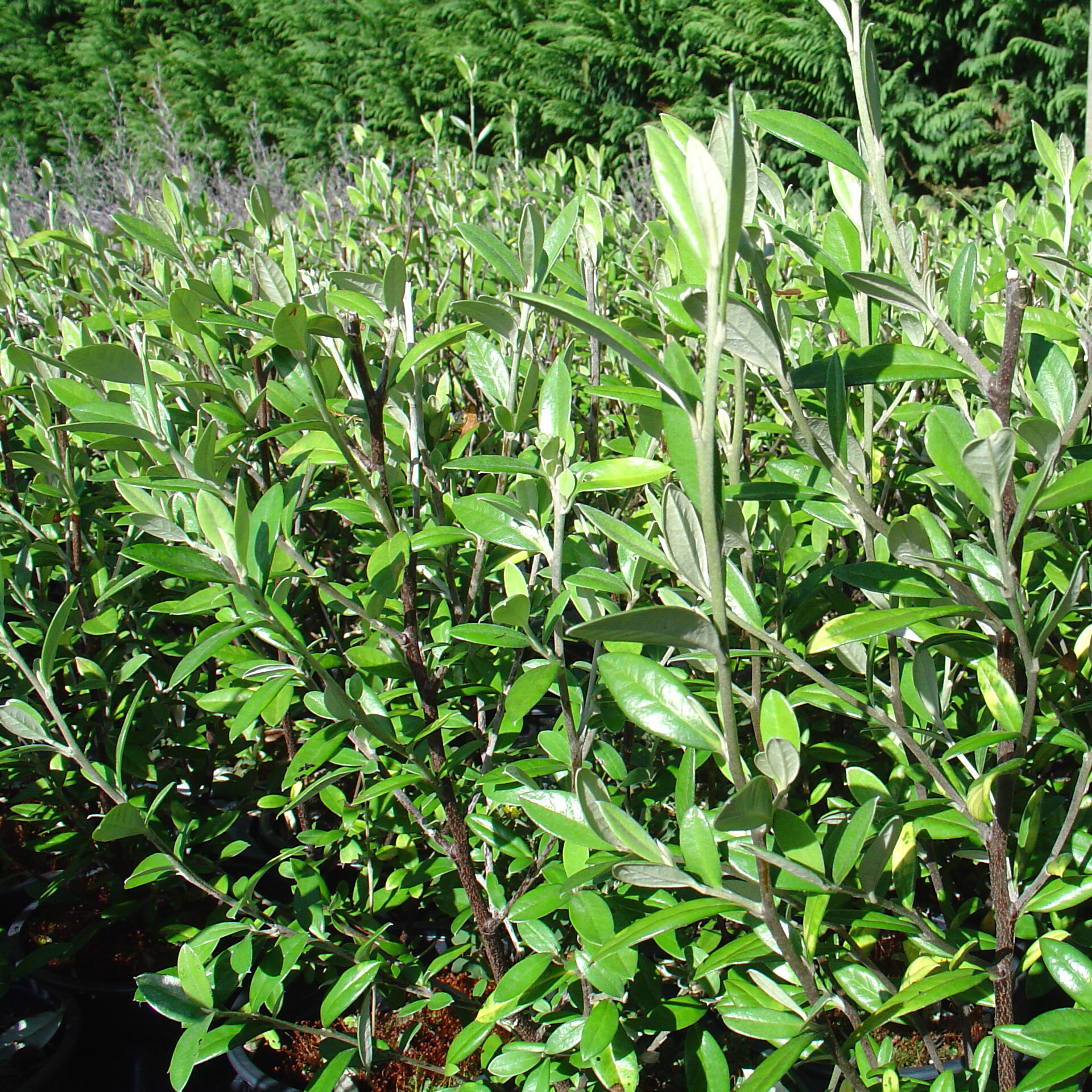 Corokia Geenty's green — Kauri Park