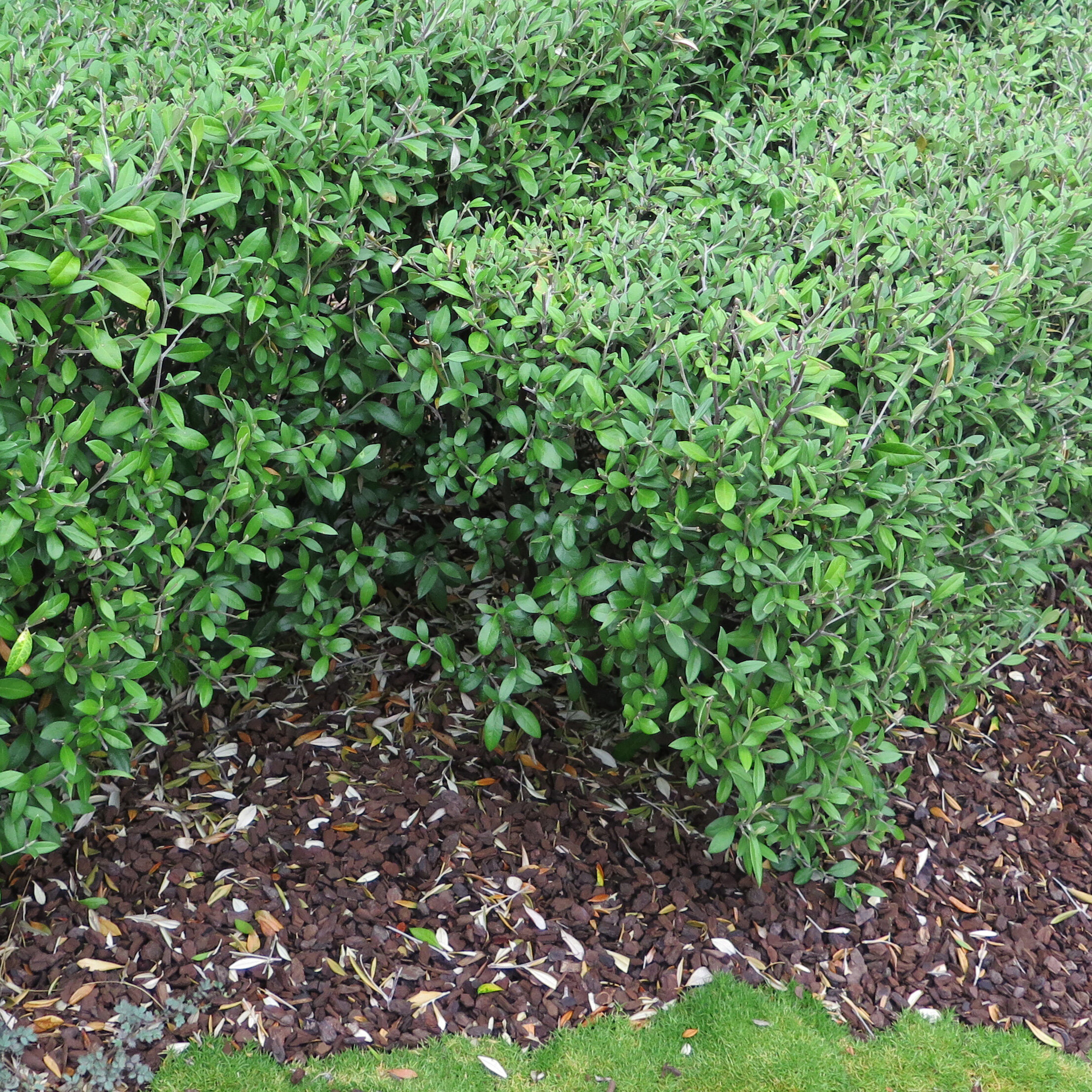 Corokia Geenty's green — Kauri Park