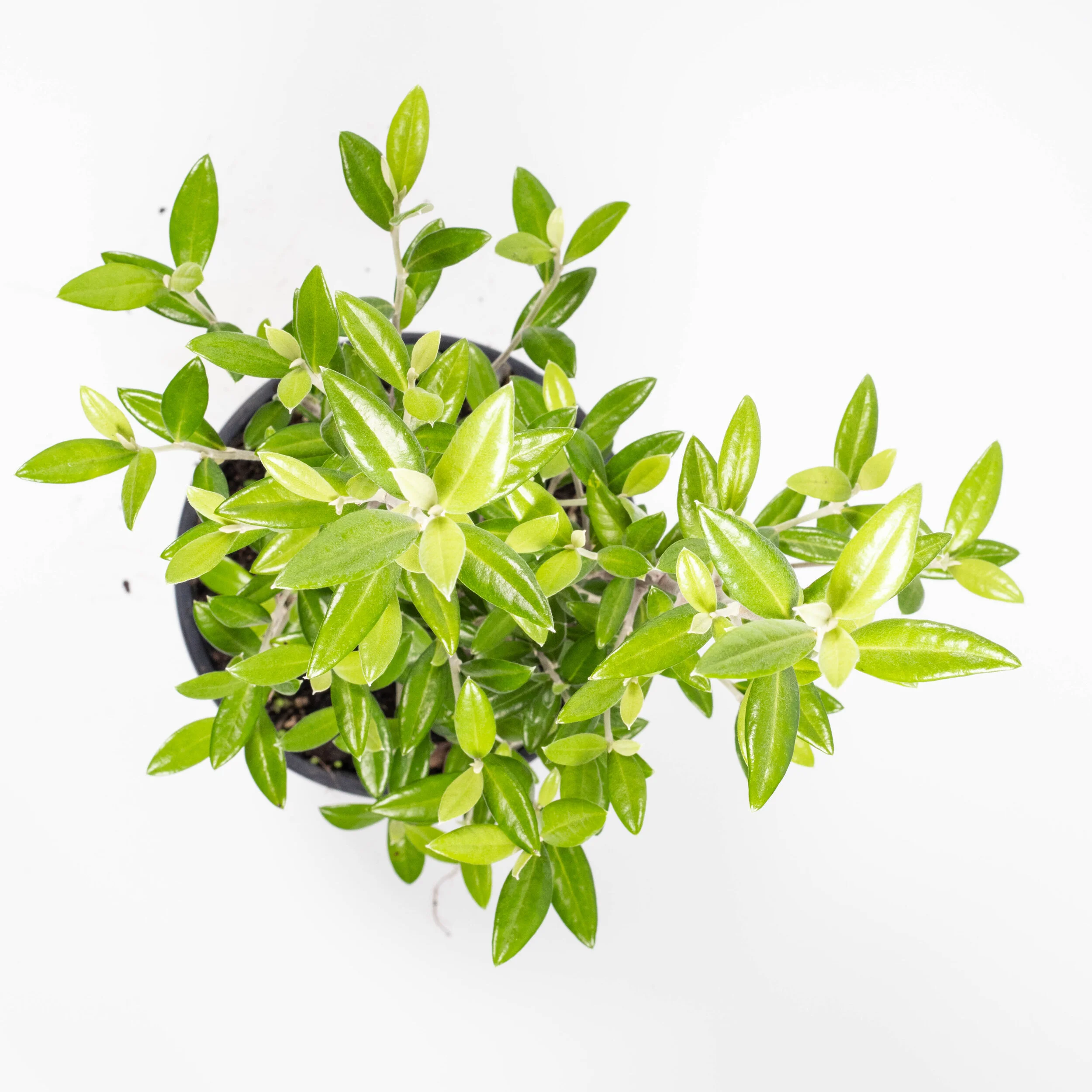 Corokia Geenty's ghost — Kauri Park