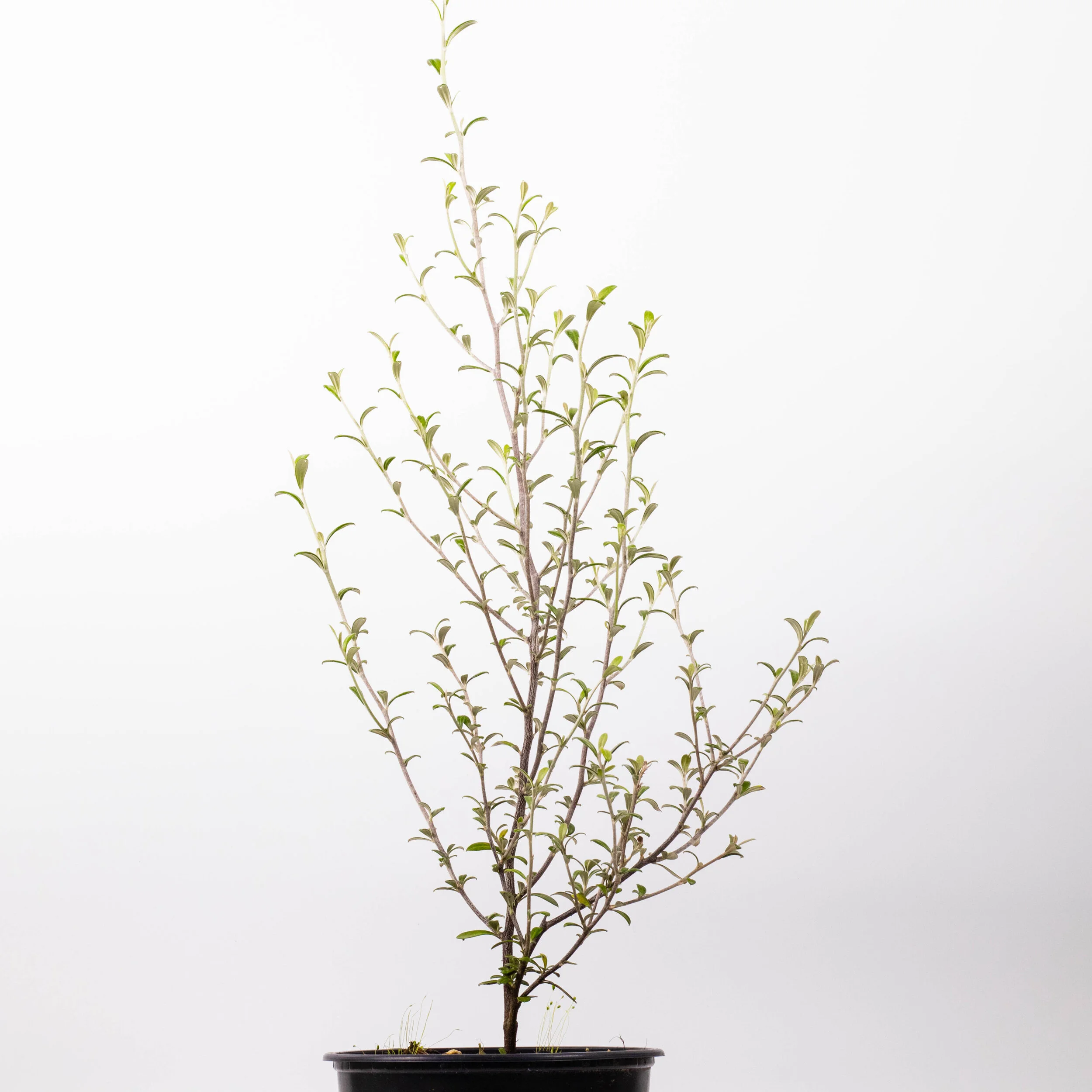 Corokia virgata — Kauri Park