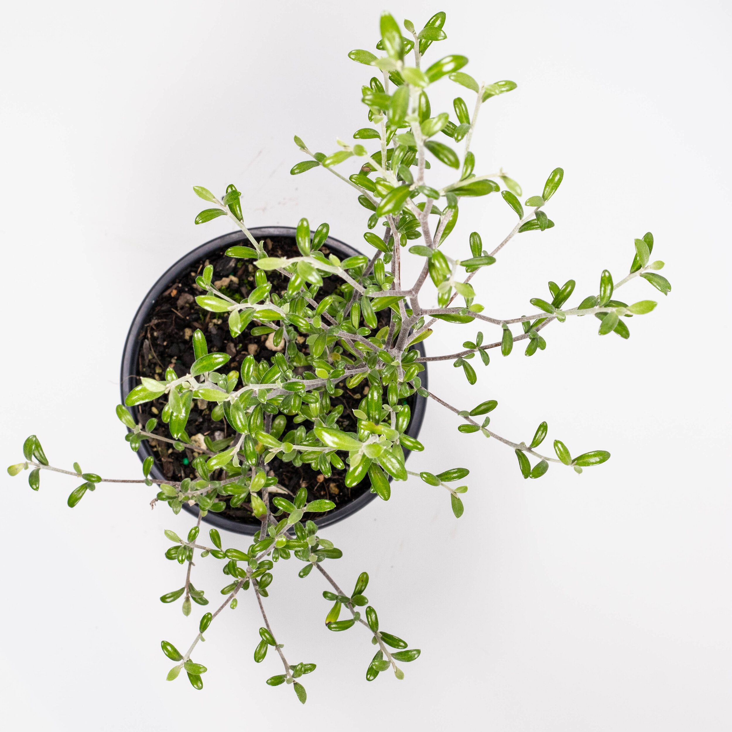 Corokia virgata — Kauri Park