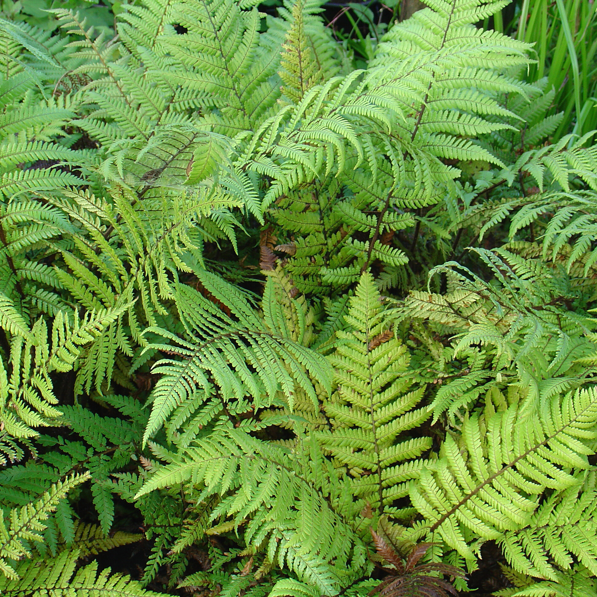 Cyathea dealbata — Kauri Park