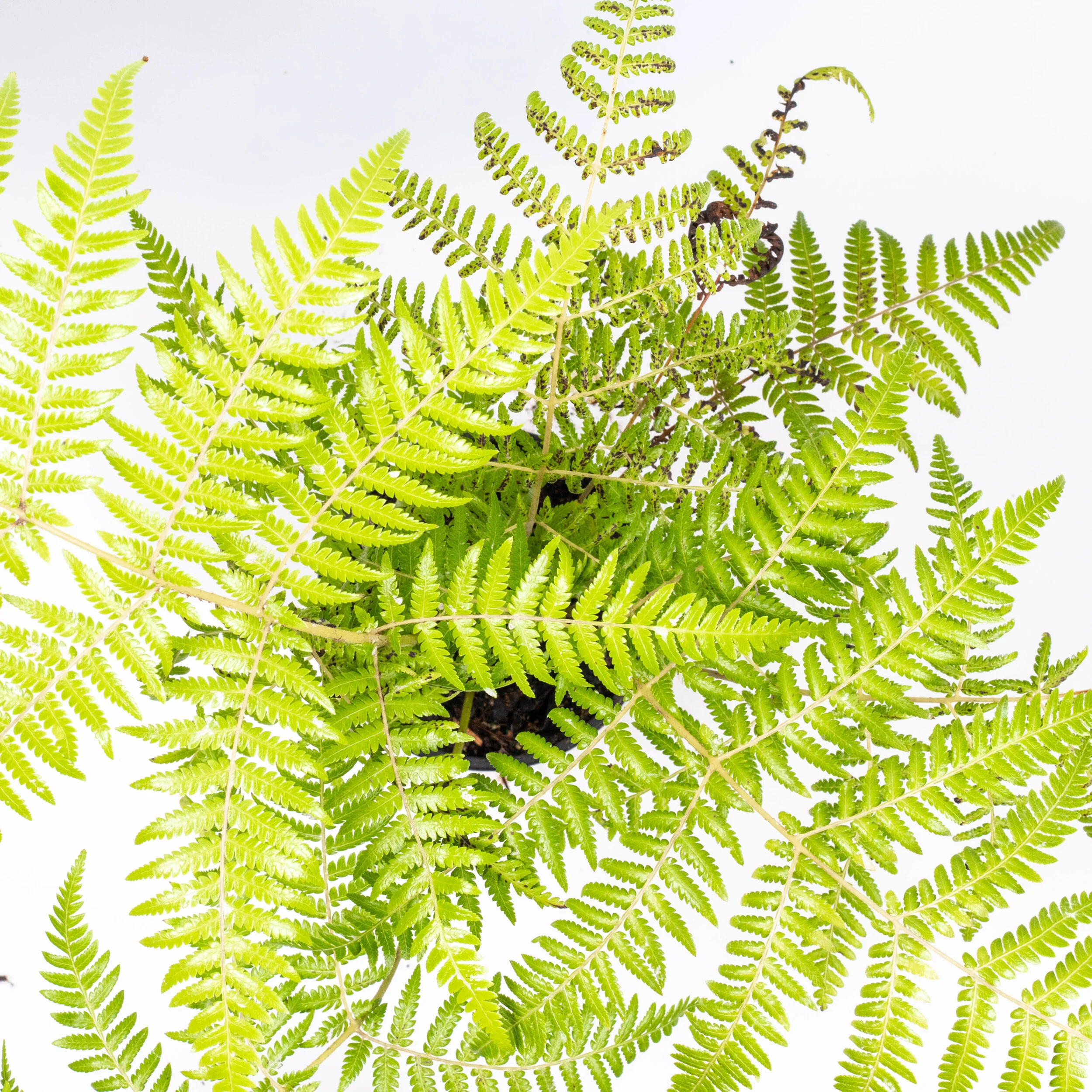 Cyathea dealbata — Kauri Park