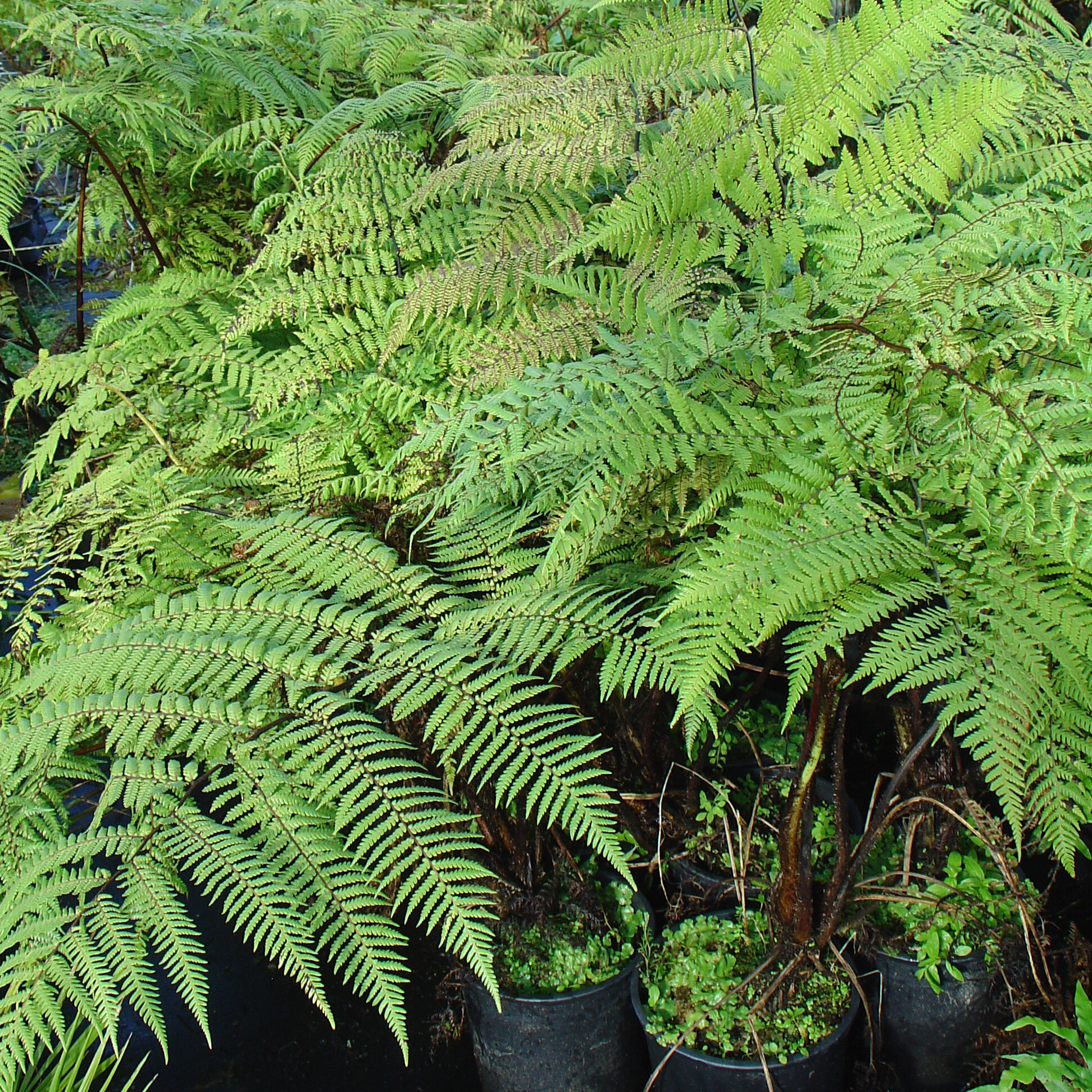 Cyathea medullaris — Kauri Park