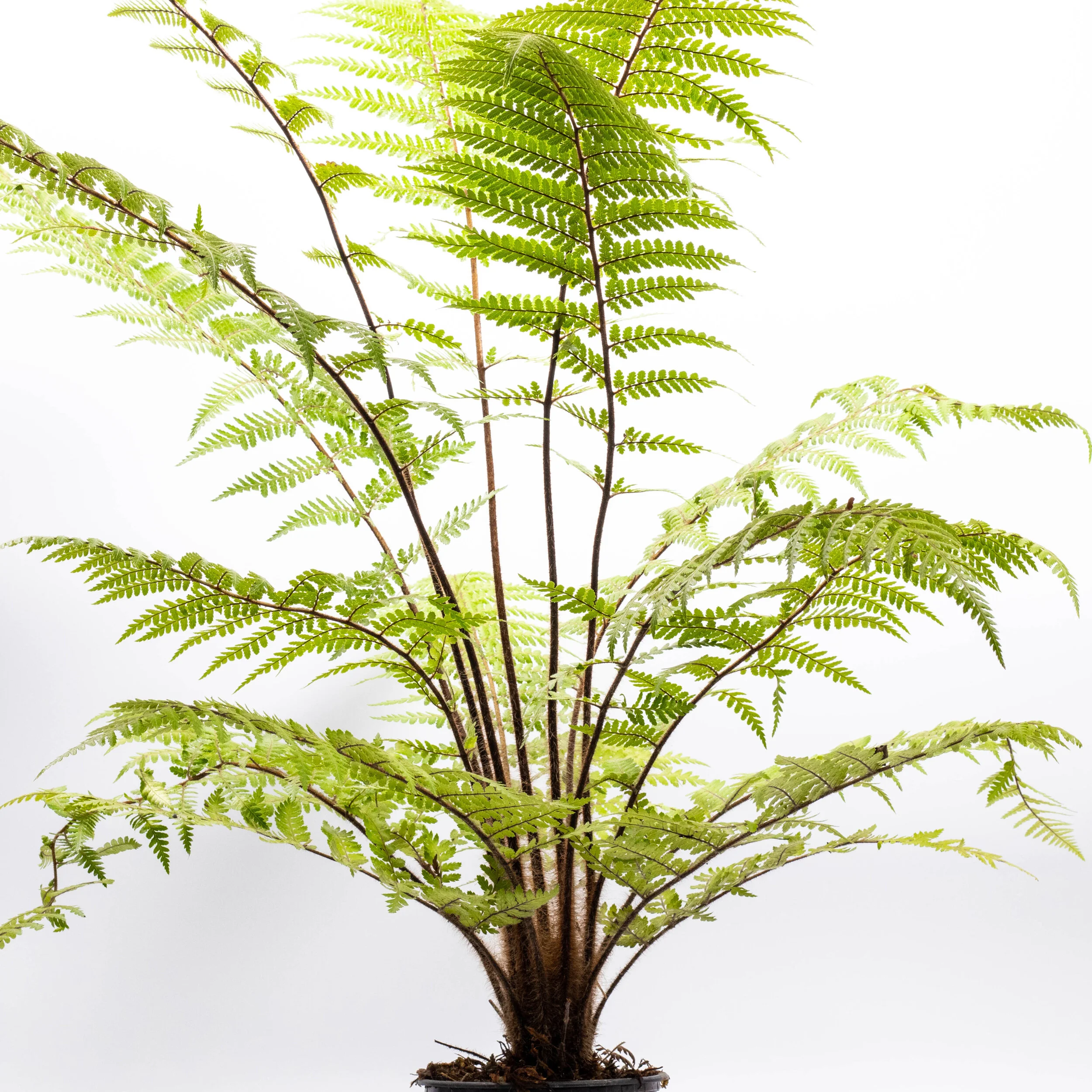 Cyathea medullaris — Kauri Park