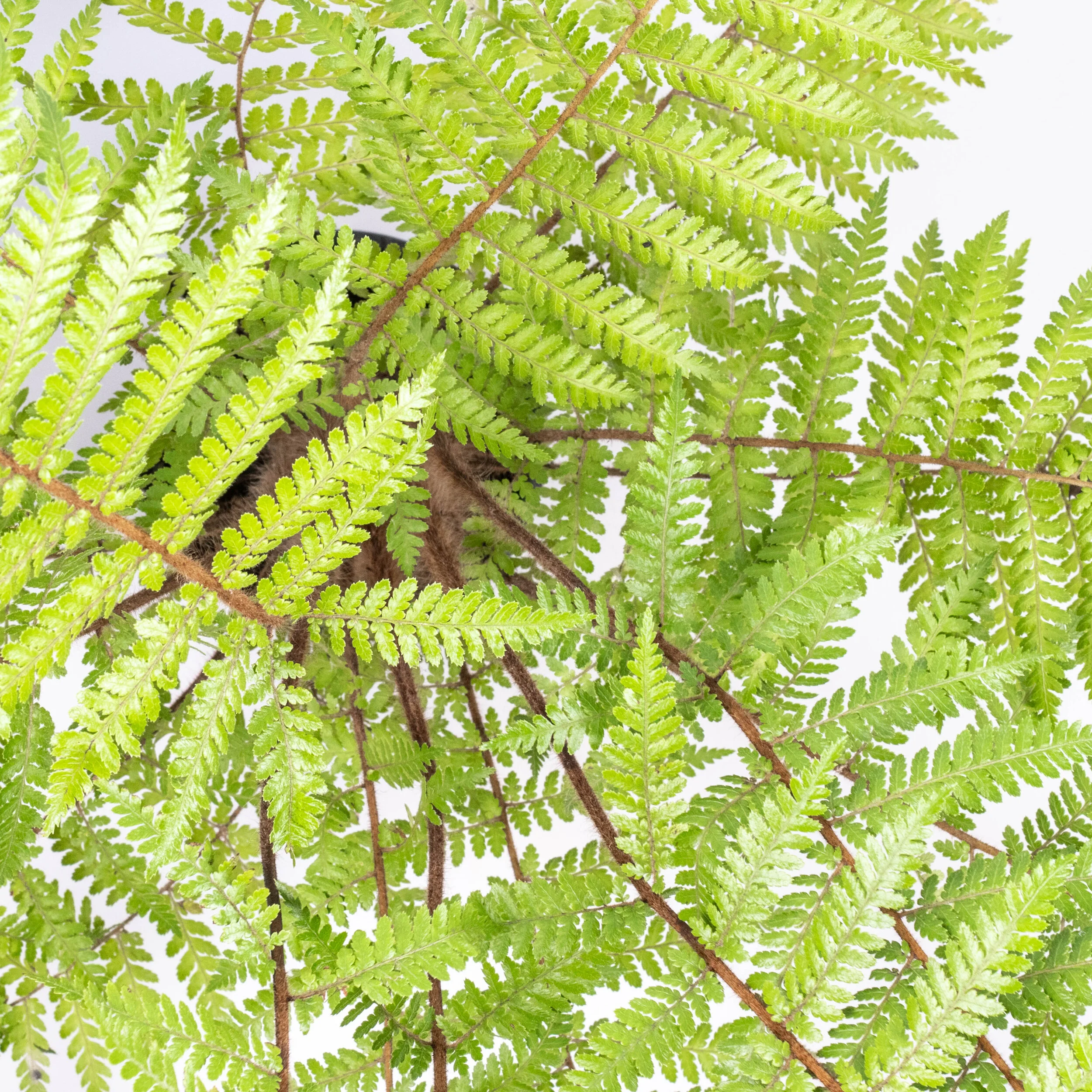 Cyathea medullaris — Kauri Park