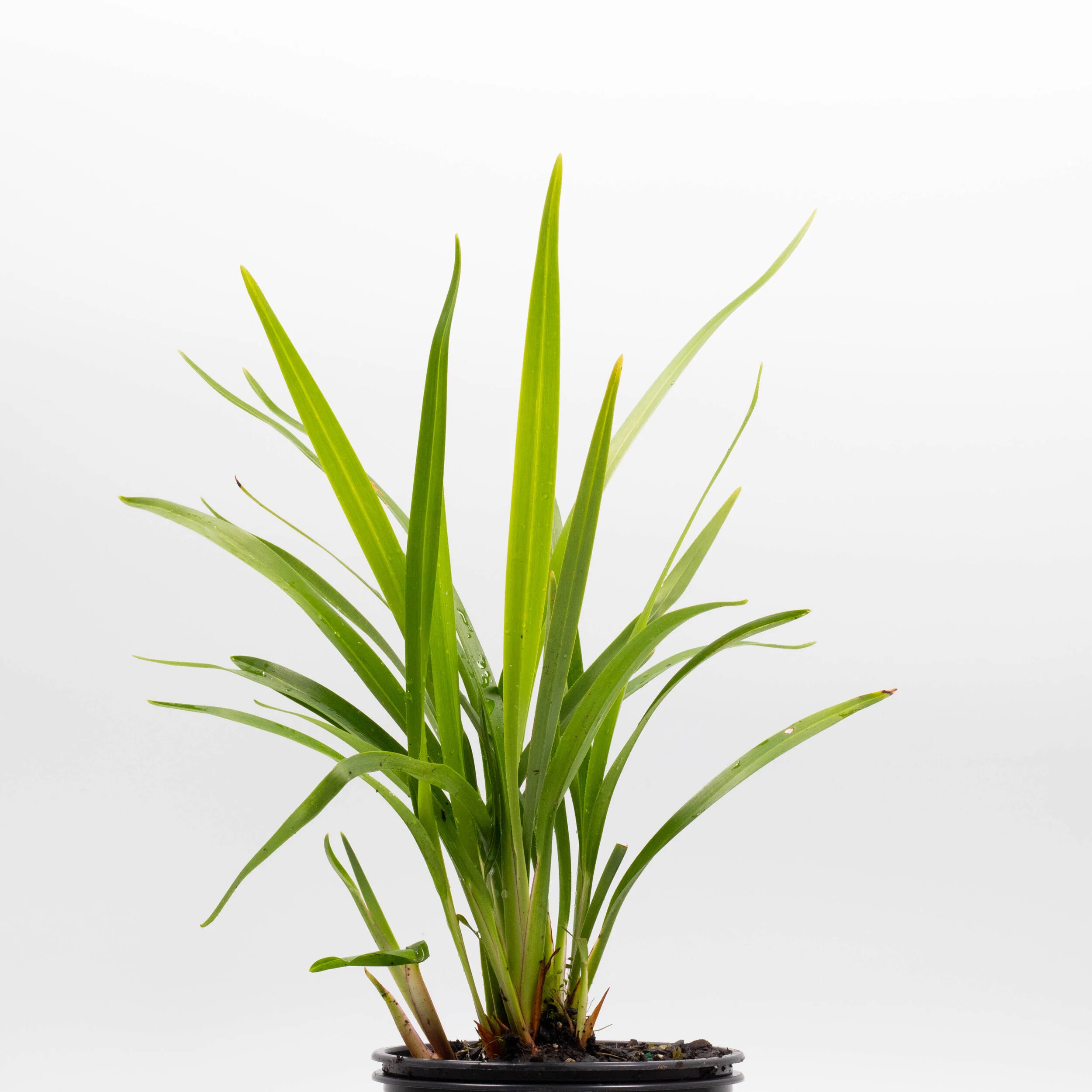 Dianella breeze — Kauri Park