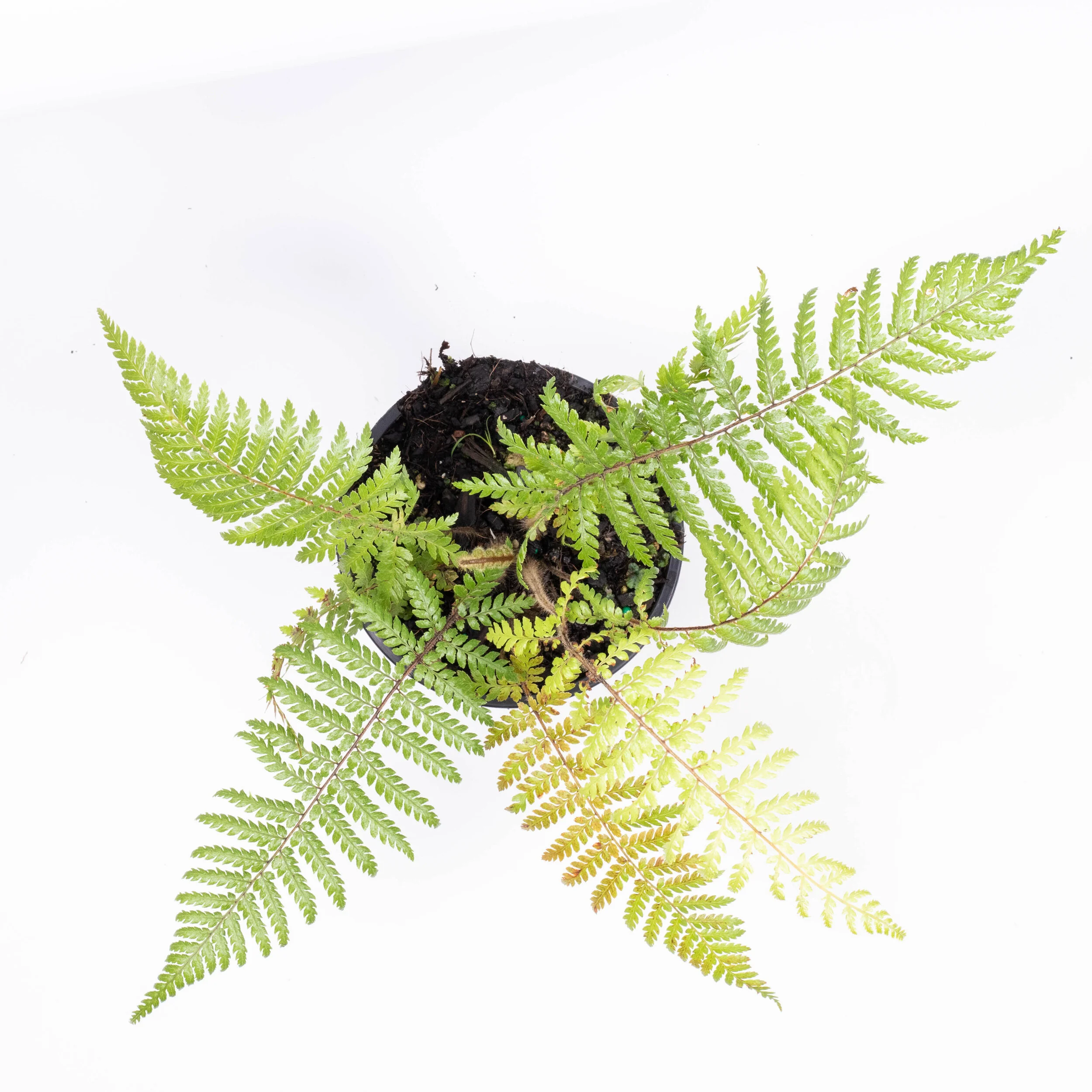 Dicksonia fibrosa — Kauri Park