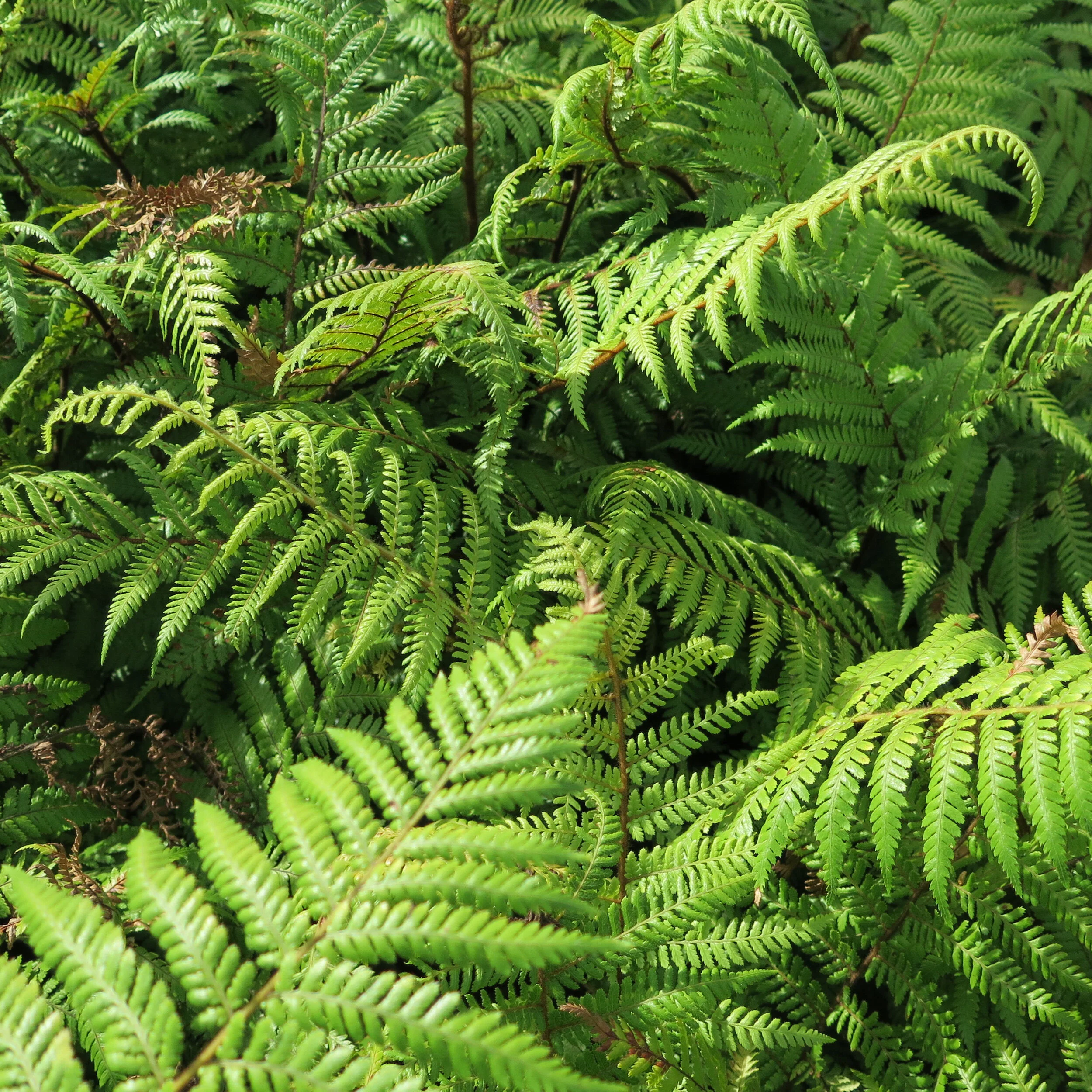 Dicksonia fibrosa — Kauri Park