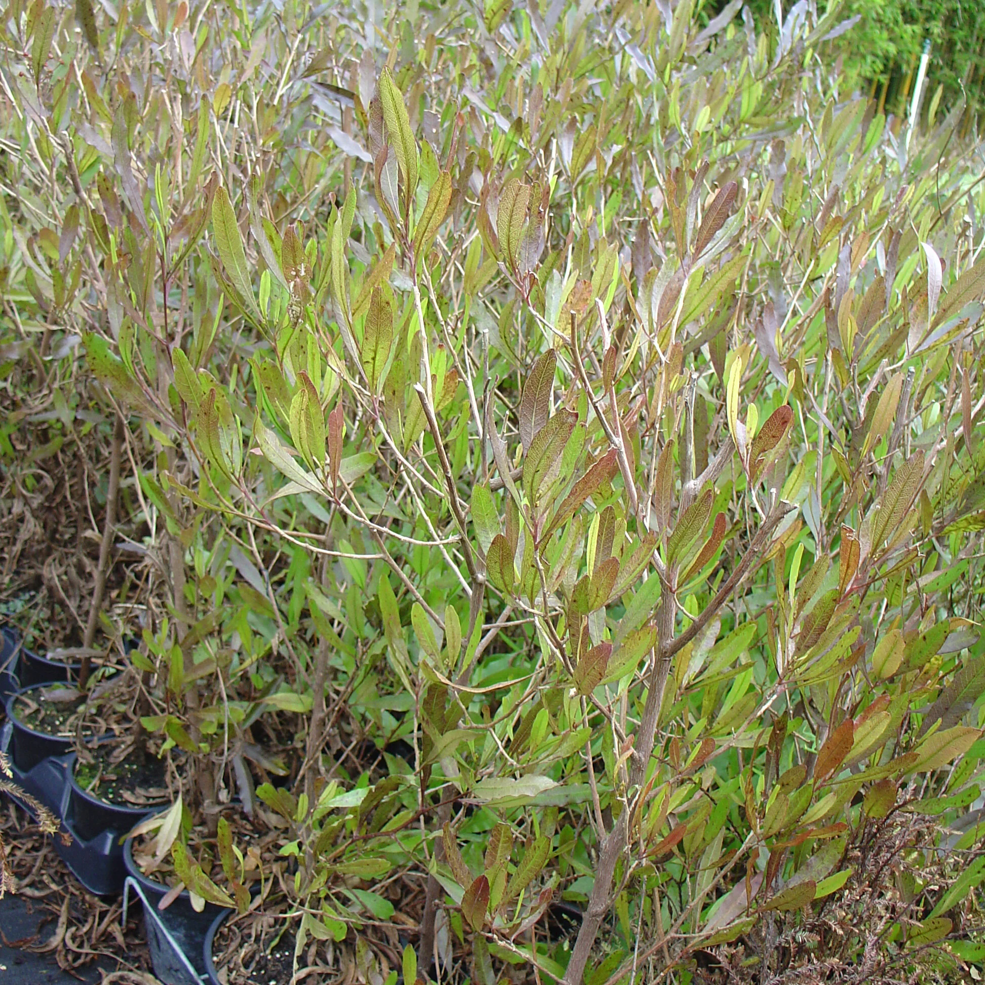 Dodonea viscosa — Kauri Park