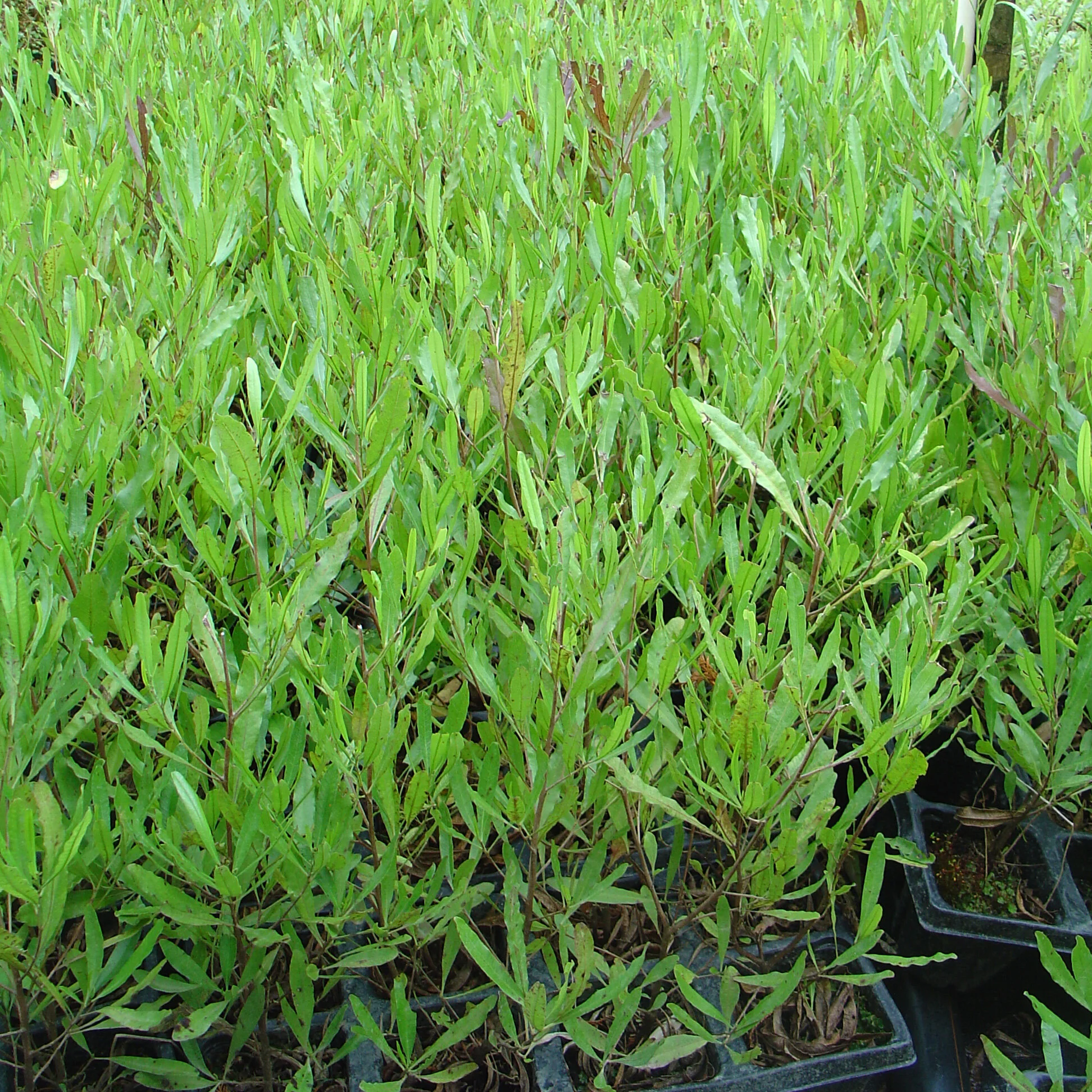 Dodonea viscosa — Kauri Park