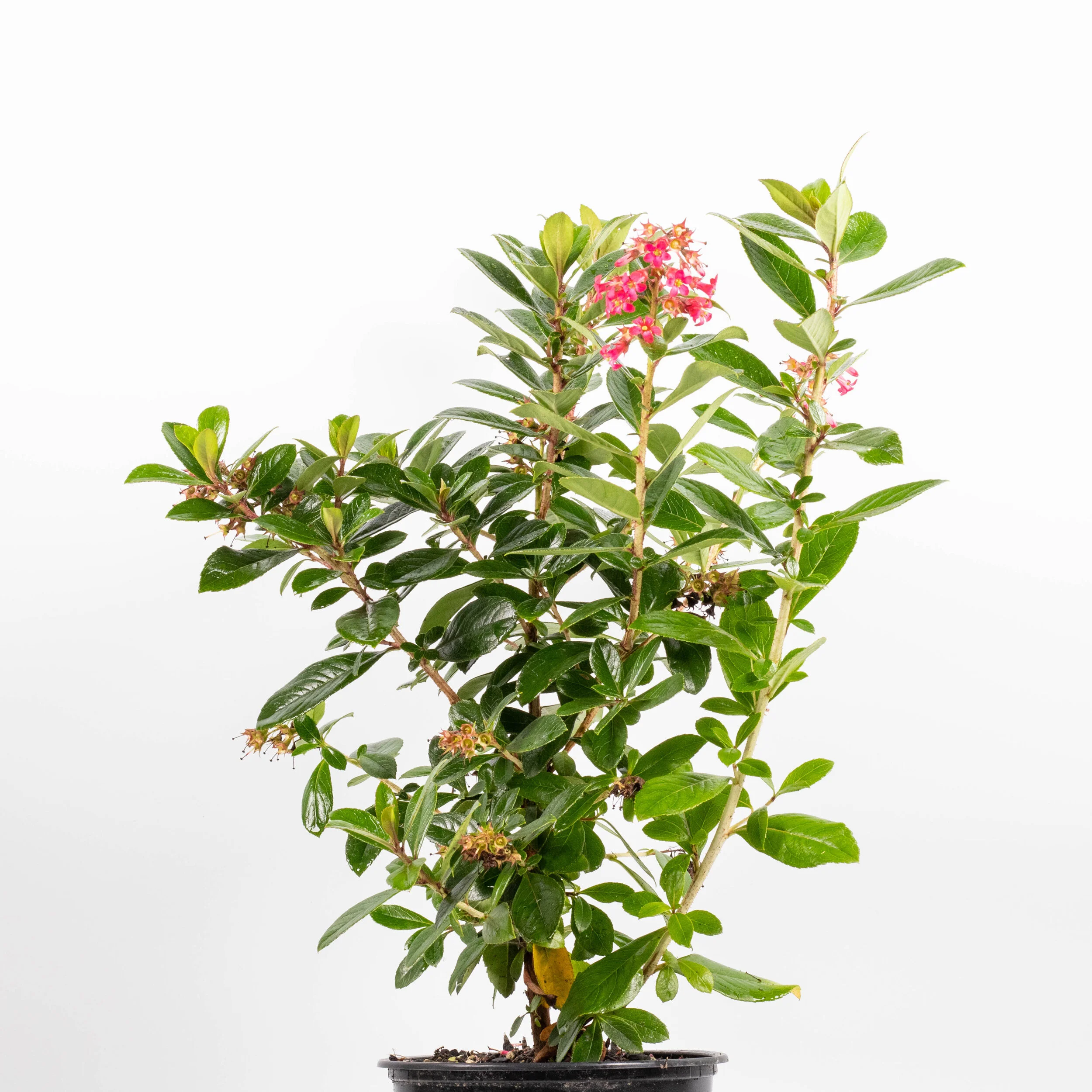 Escallonia red Knight — Kauri Park