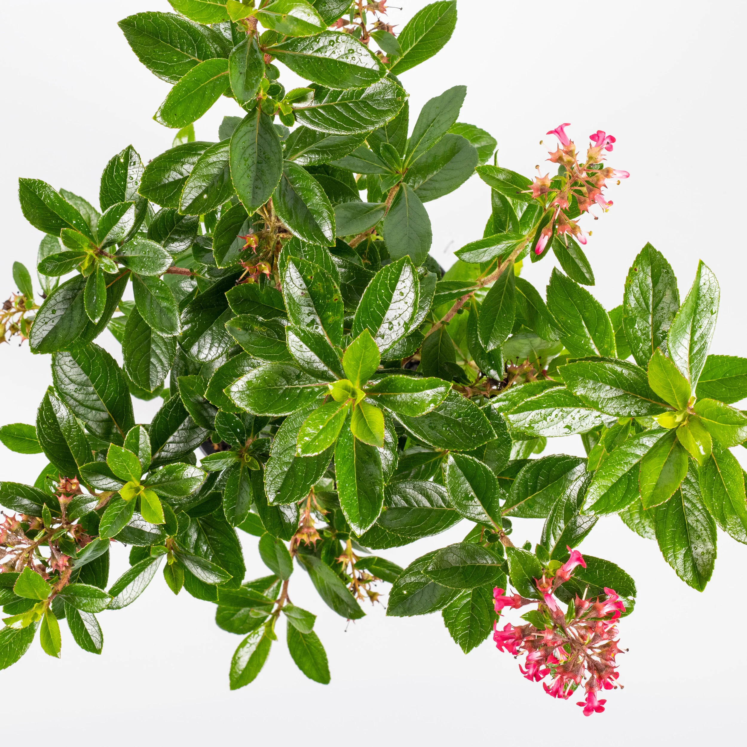 Escallonia red Knight — Kauri Park