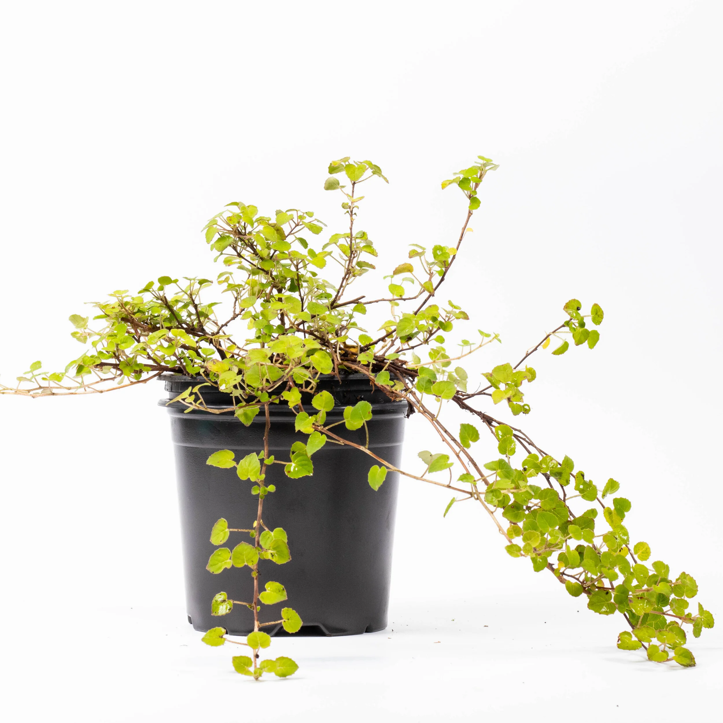 Fuchsia procumbens — Kauri Park