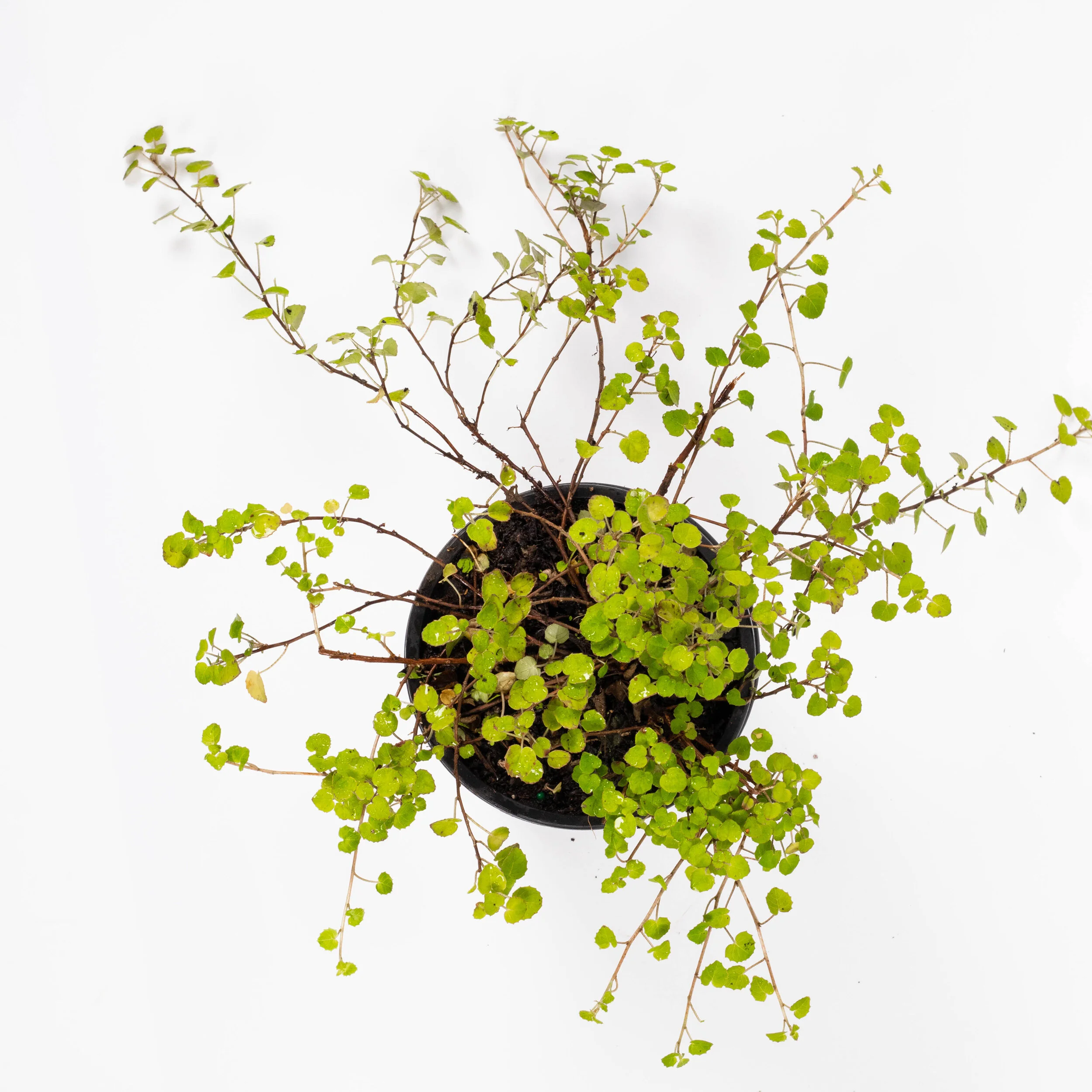 Fuchsia procumbens — Kauri Park