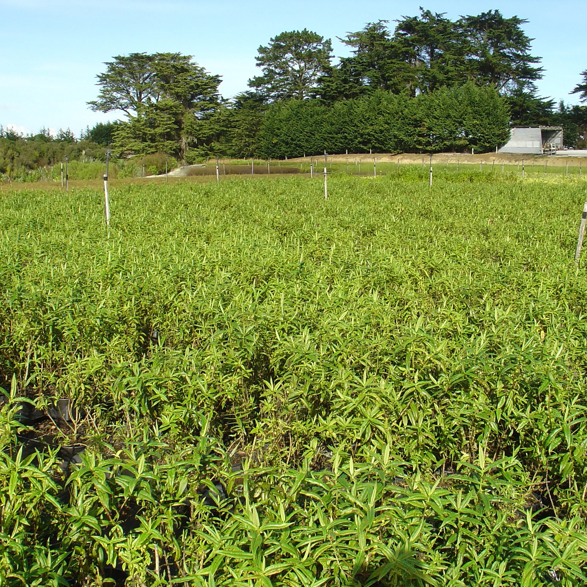 Veronica stricta var. lata — Kauri Park