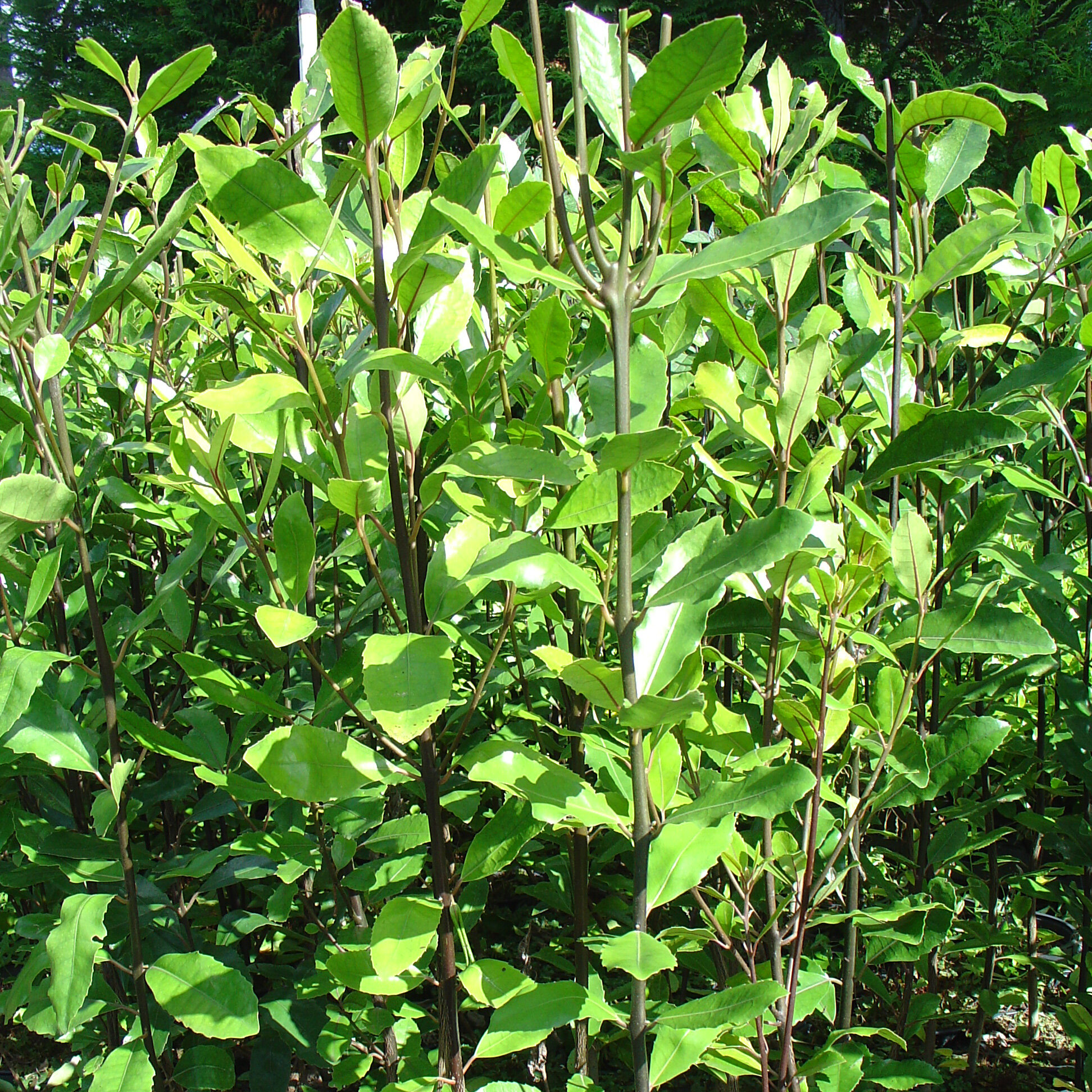 Hedycarya arborea — Kauri Park