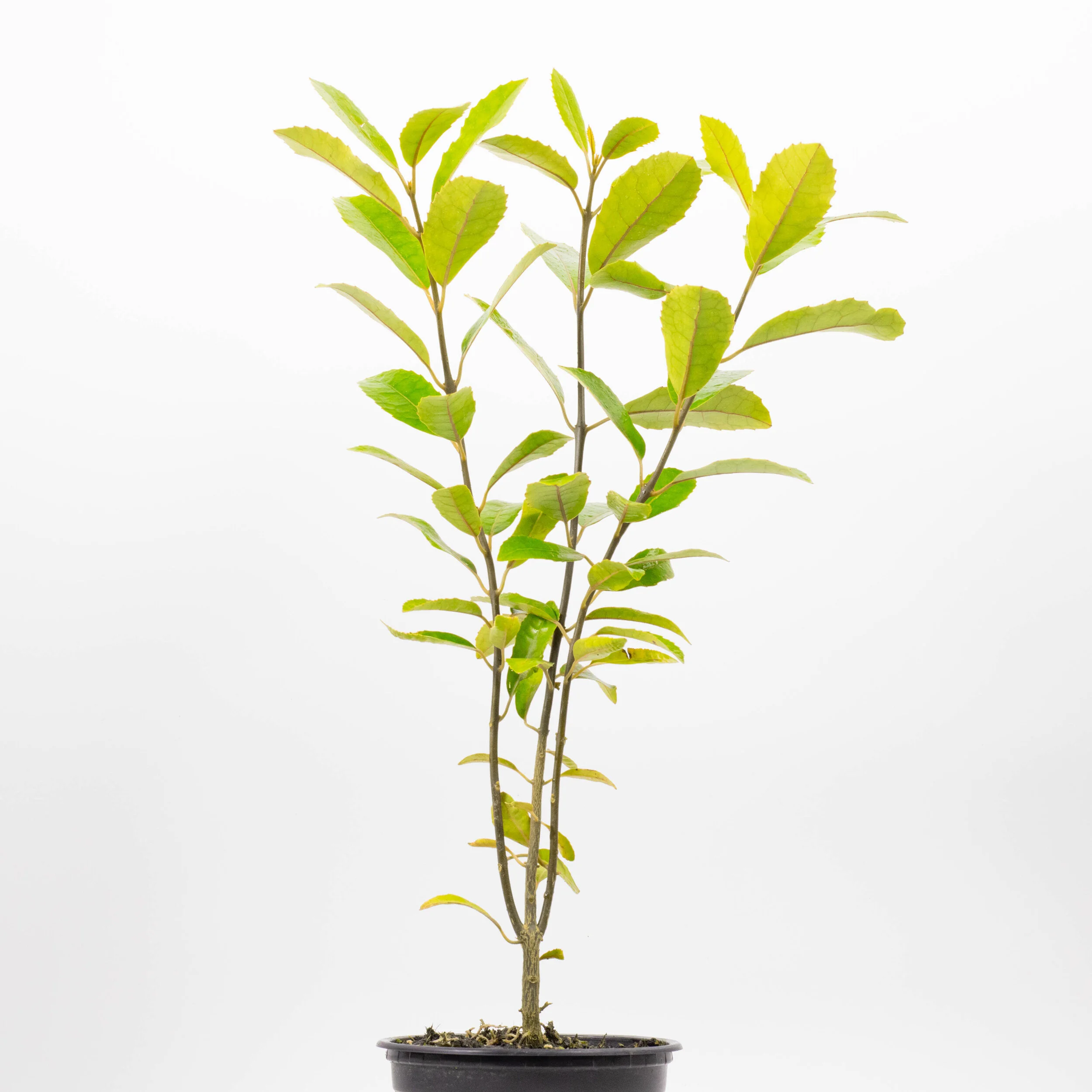 Hedycarya arborea — Kauri Park