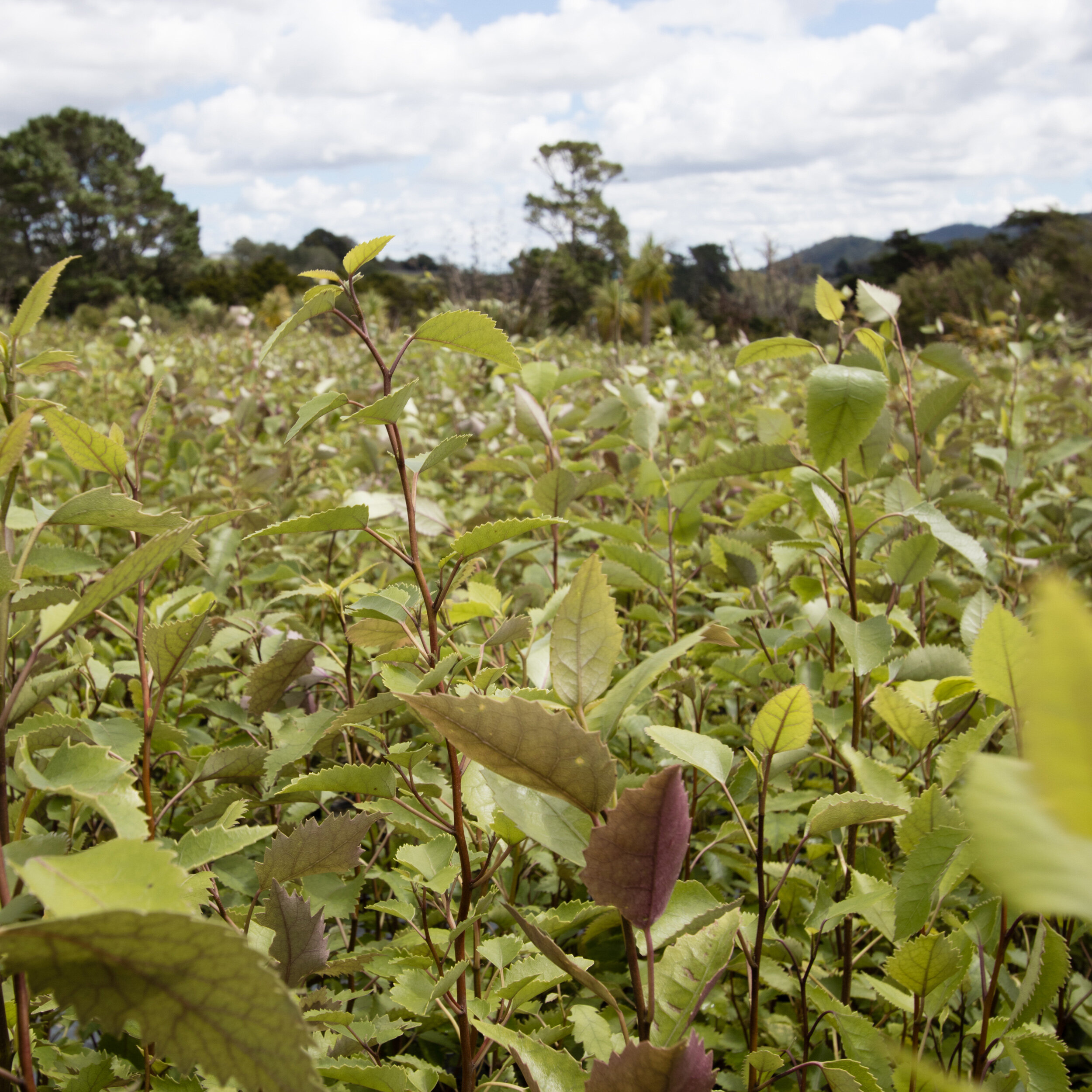 Hoheria populnea — Kauri Park