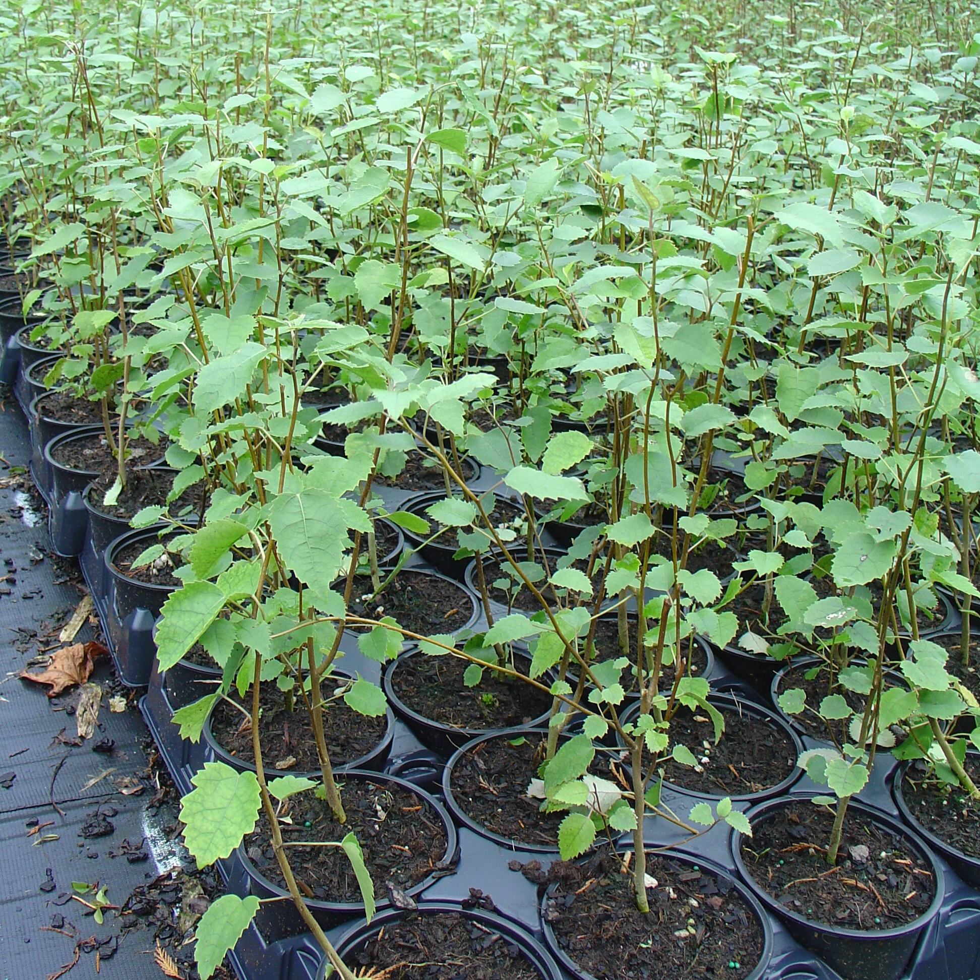 Hoheria populnea — Kauri Park