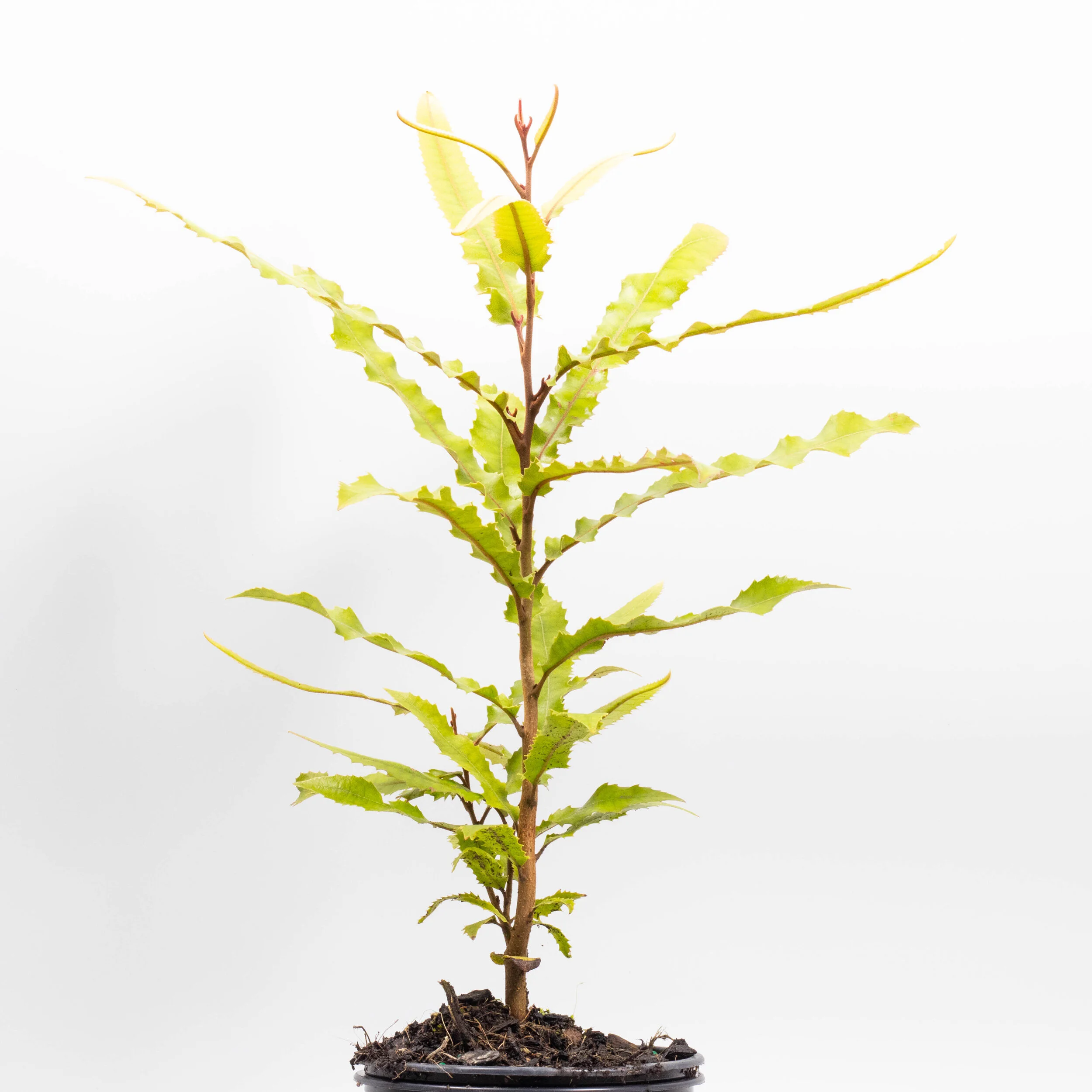 Knightia excelsa — Kauri Park