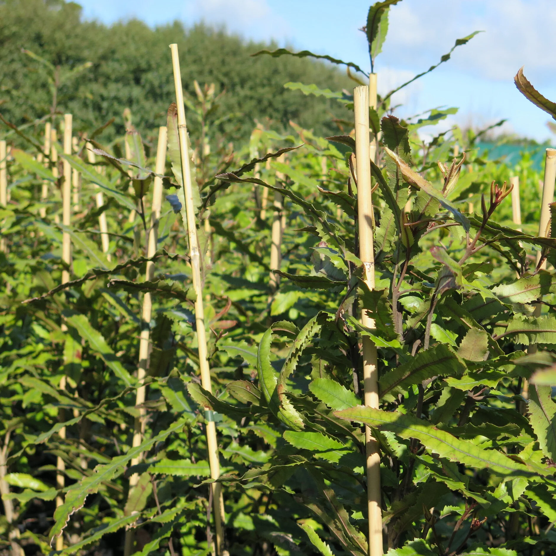Knightia excelsa — Kauri Park