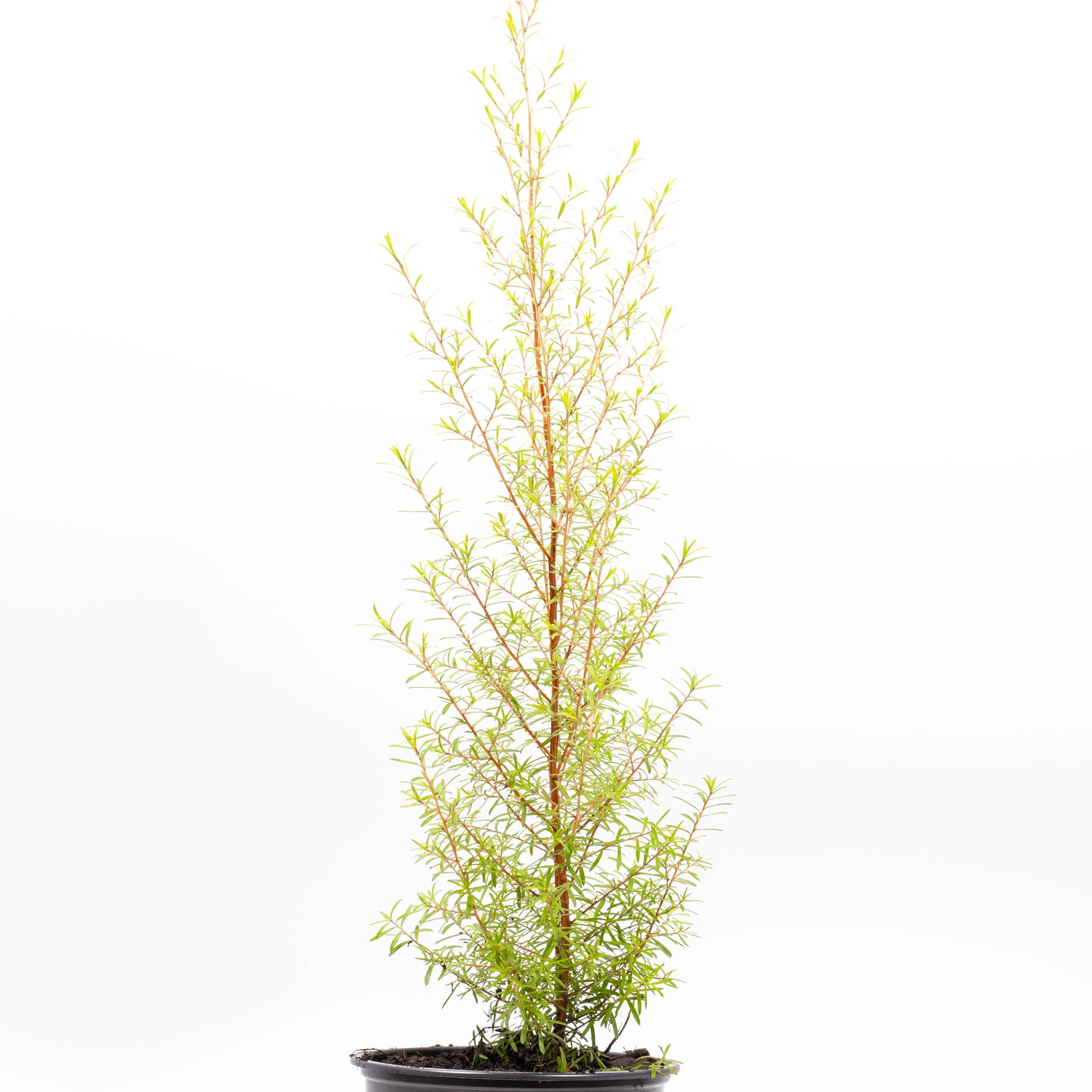 Kunzea robusta — Kauri Park