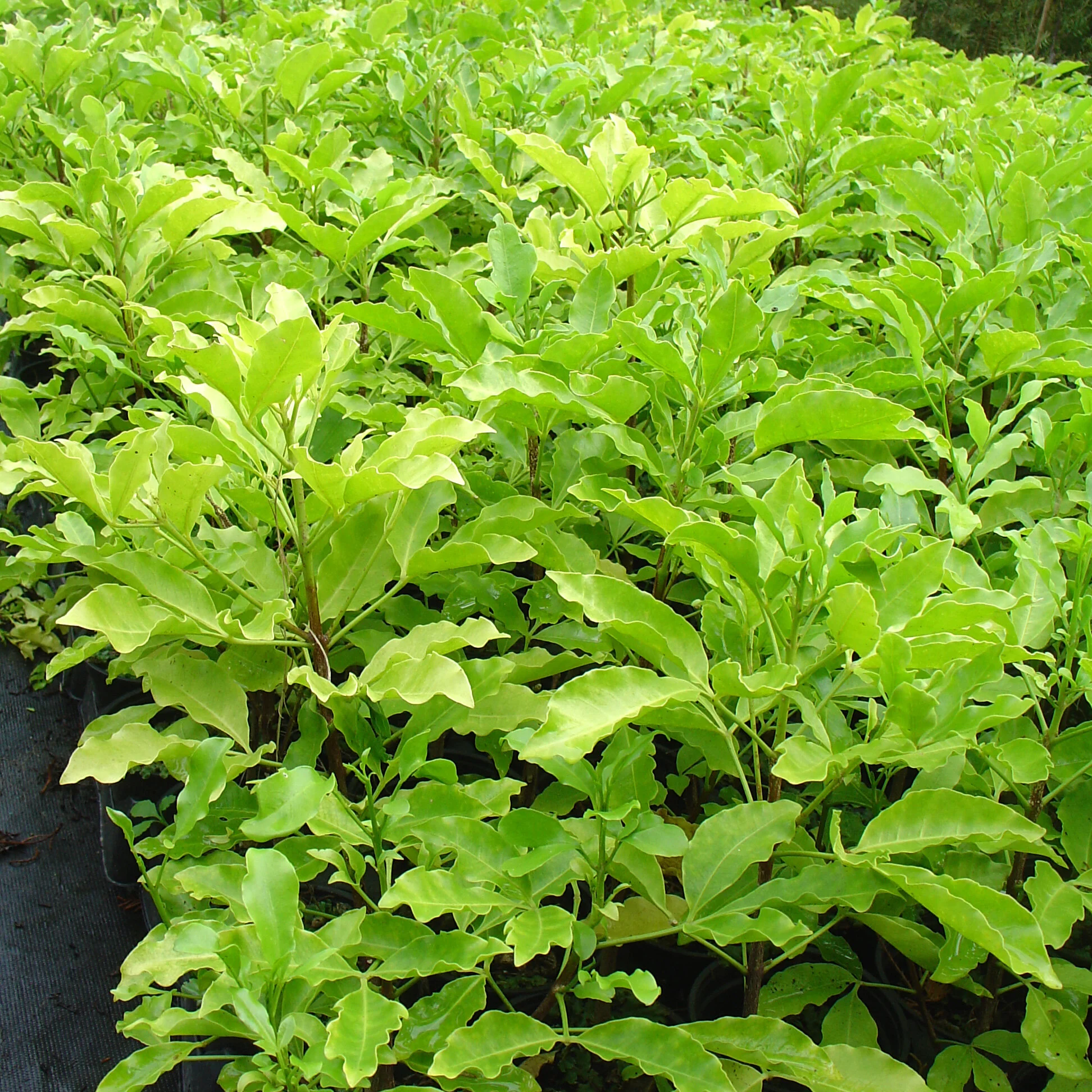 Melicope ternata — Kauri Park