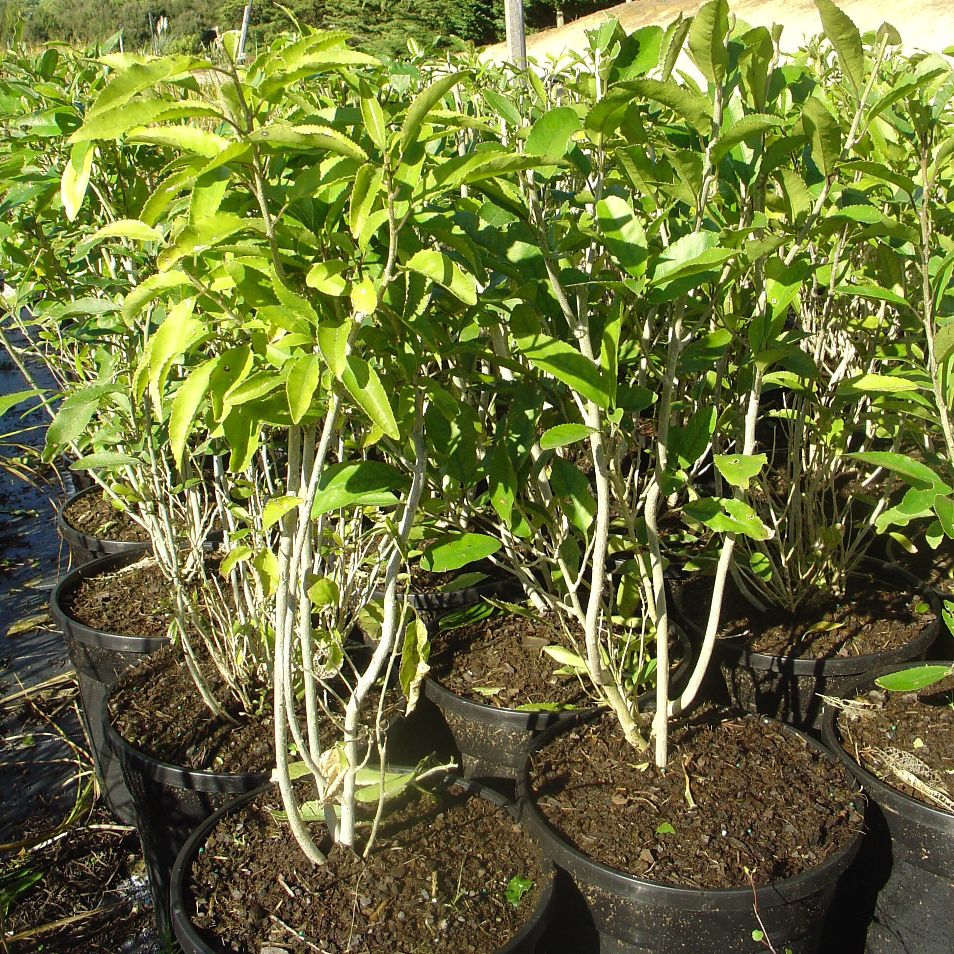 Melicytus ramiflorus — Kauri Park