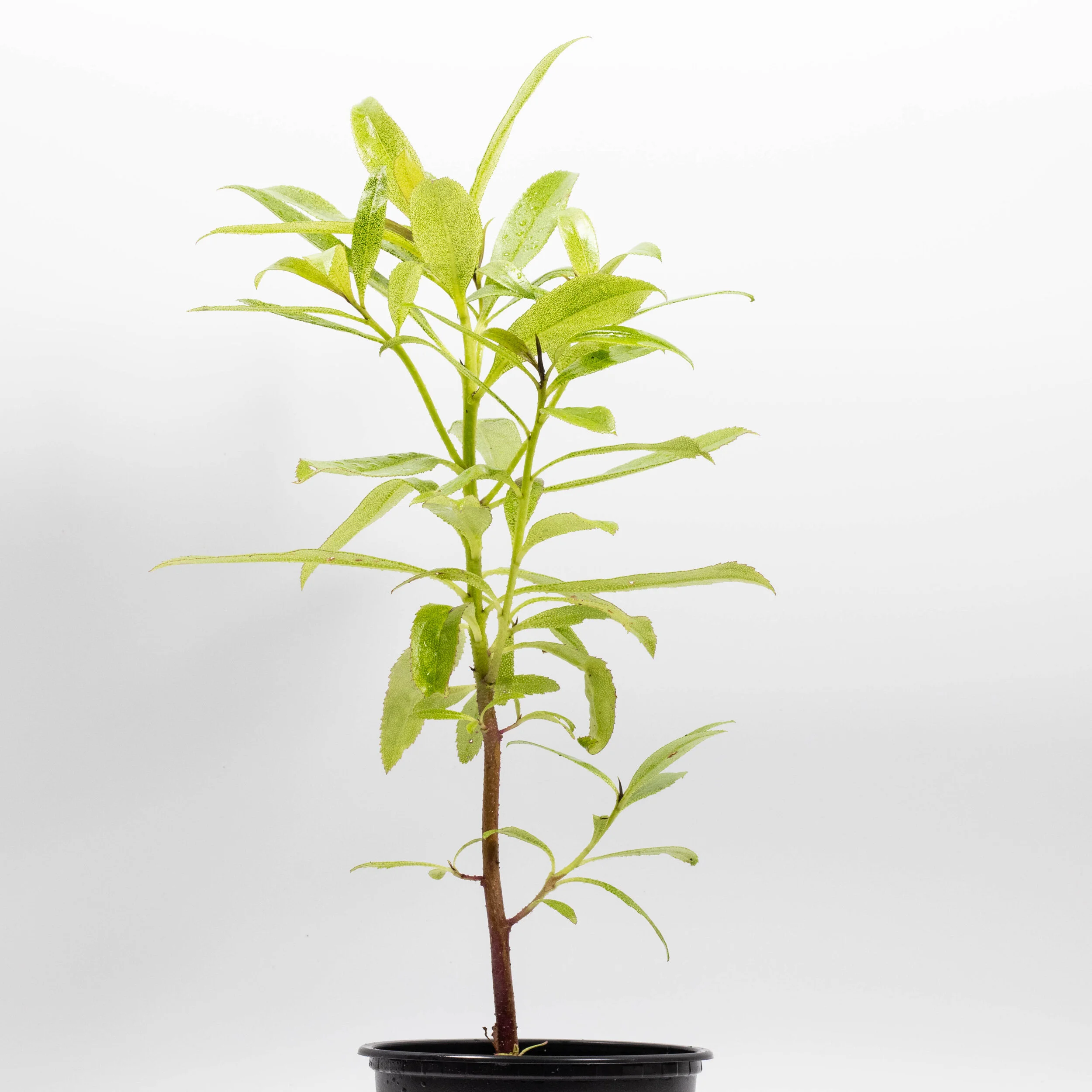 Myoporum laetum — Kauri Park