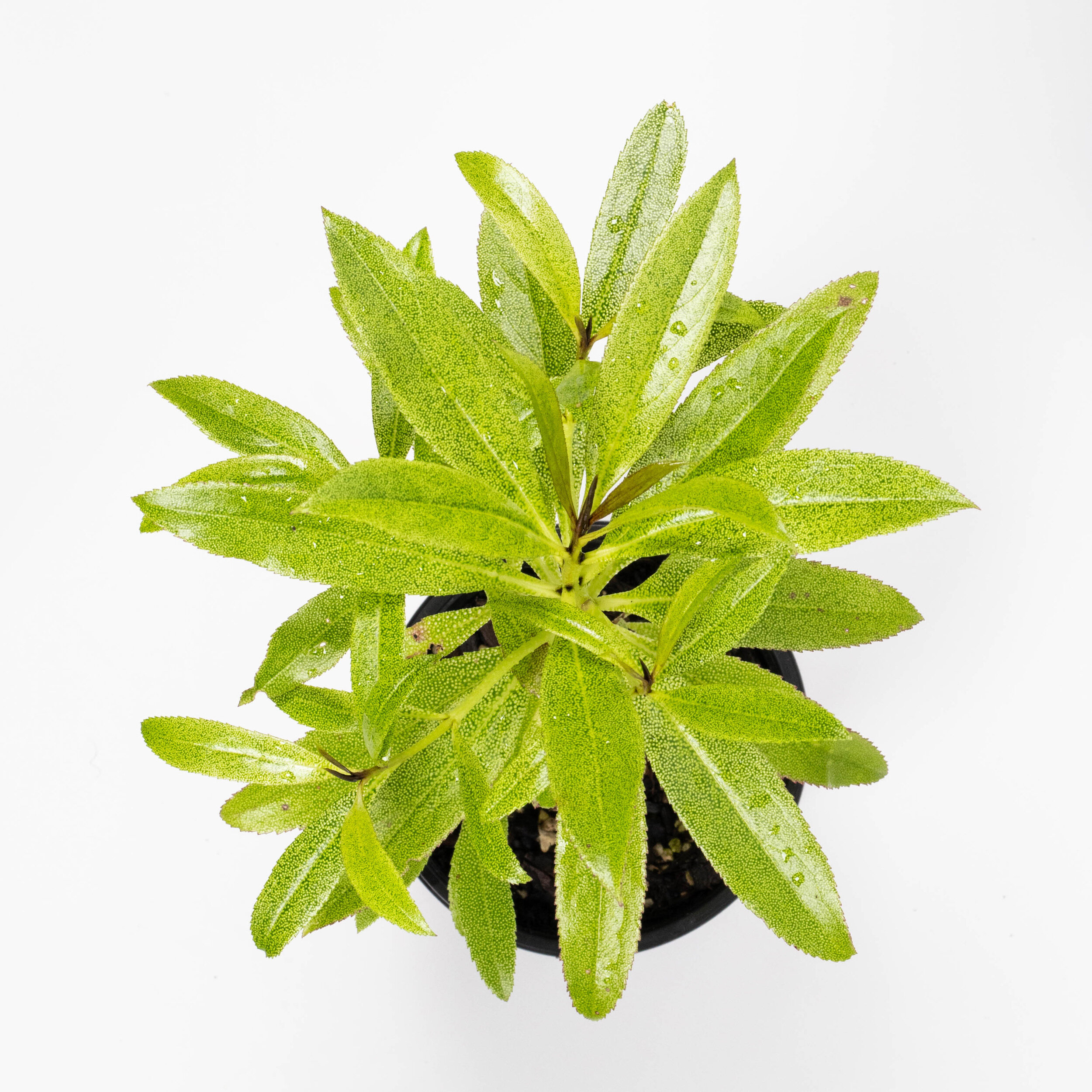 Myoporum laetum — Kauri Park