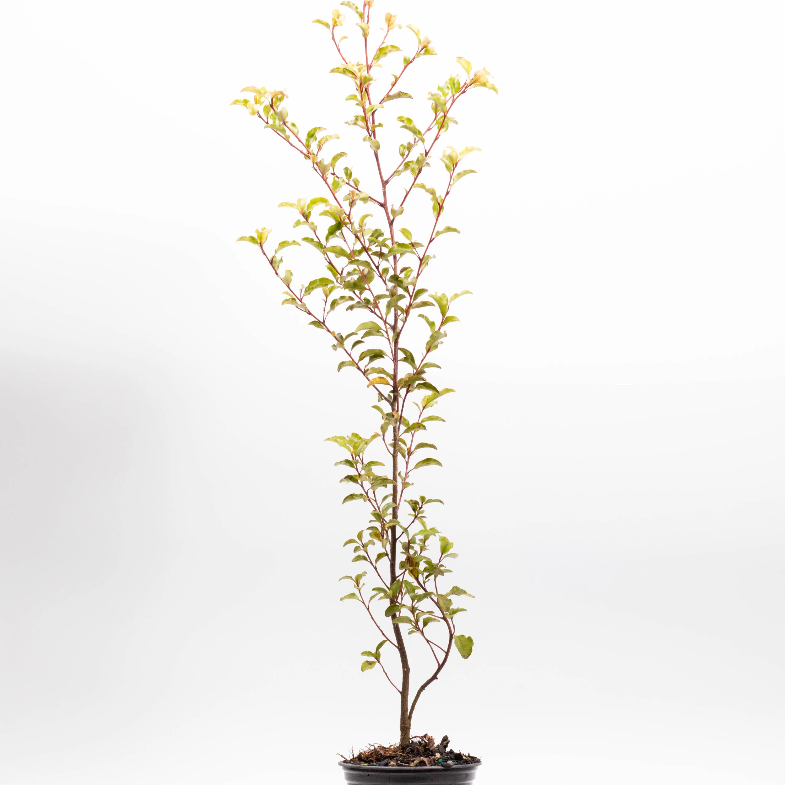 Myrsine australis — Kauri Park