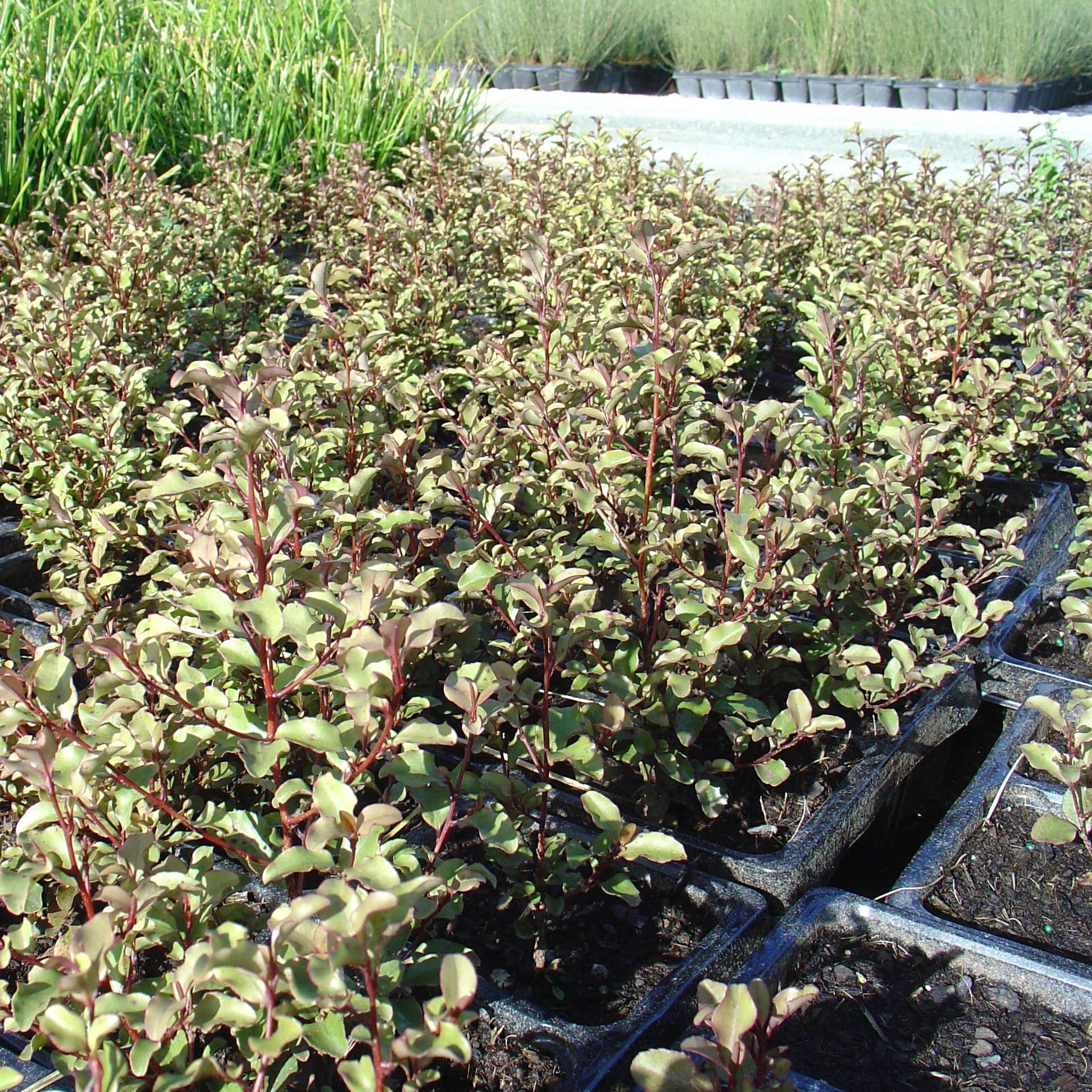 Myrsine australis — Kauri Park