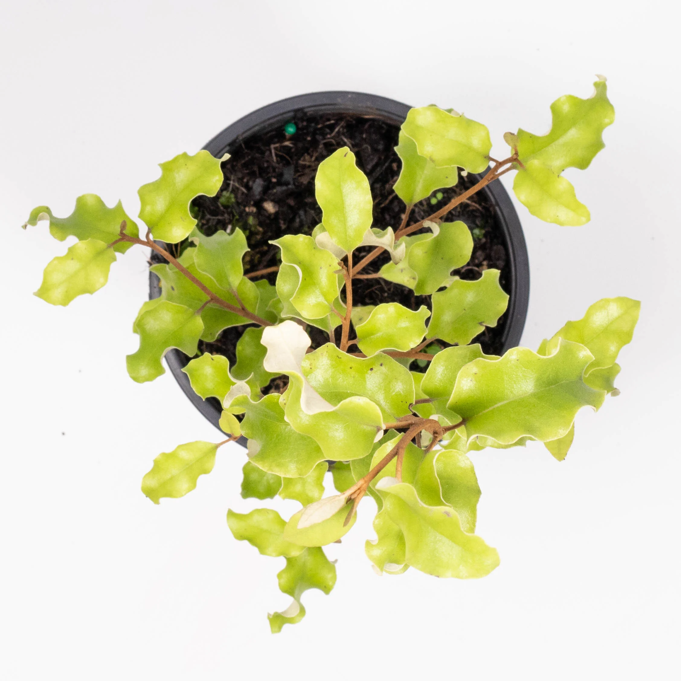 Olearia paniculata — Kauri Park