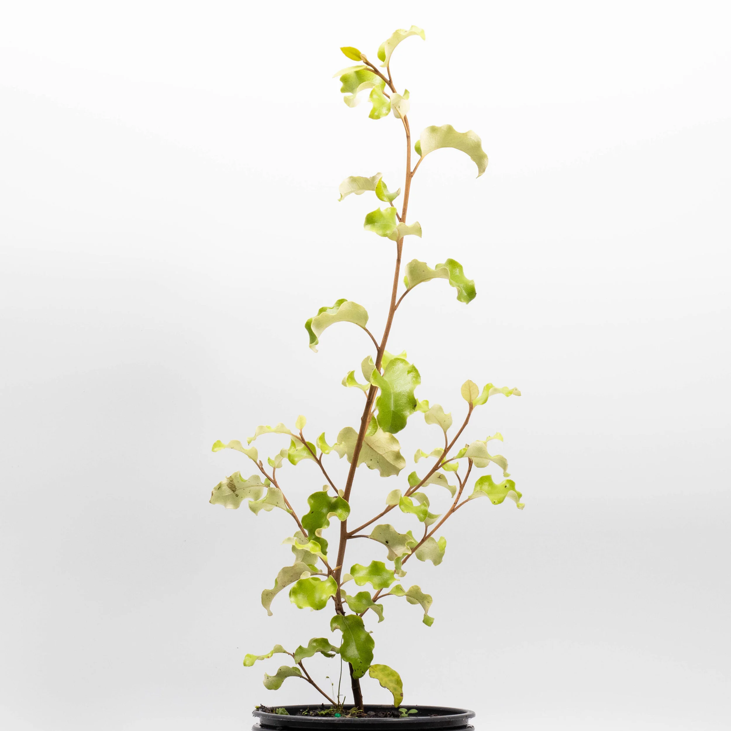 Olearia paniculata — Kauri Park