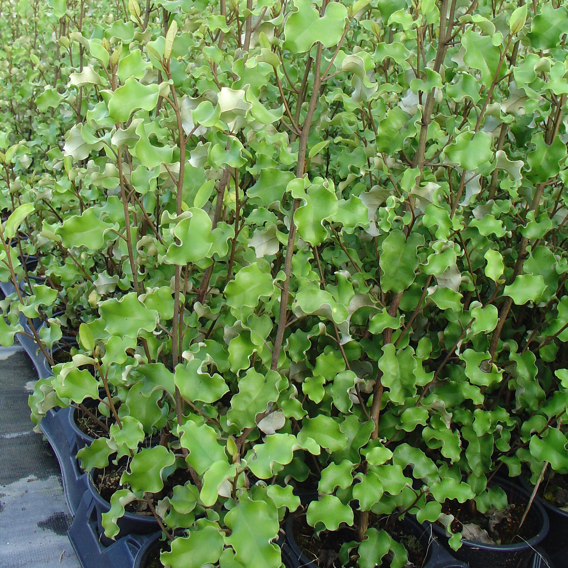 Olearia paniculata — Kauri Park